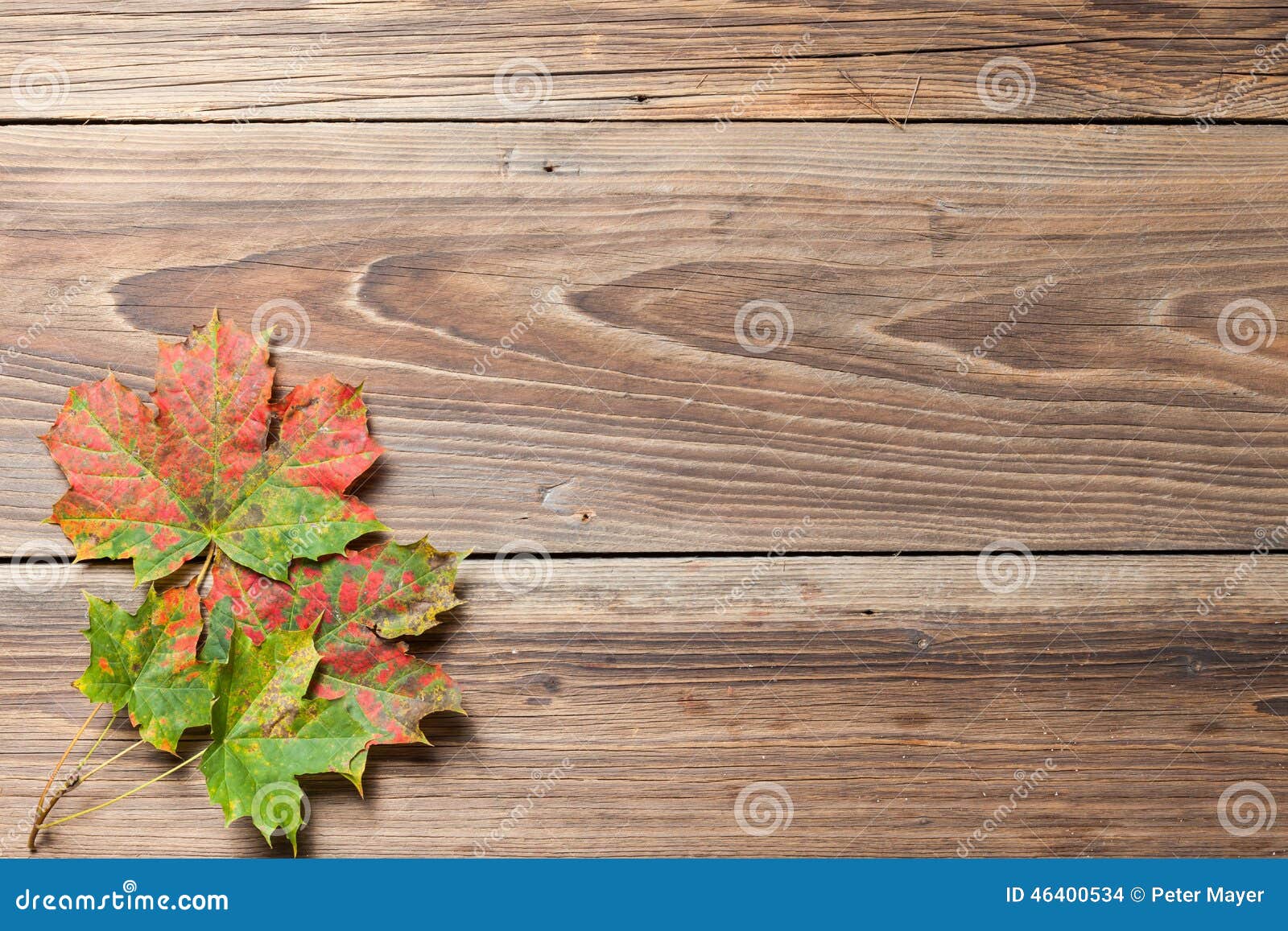 Autumn leaves on table stock photo. Image of orange, bright - 46400534
