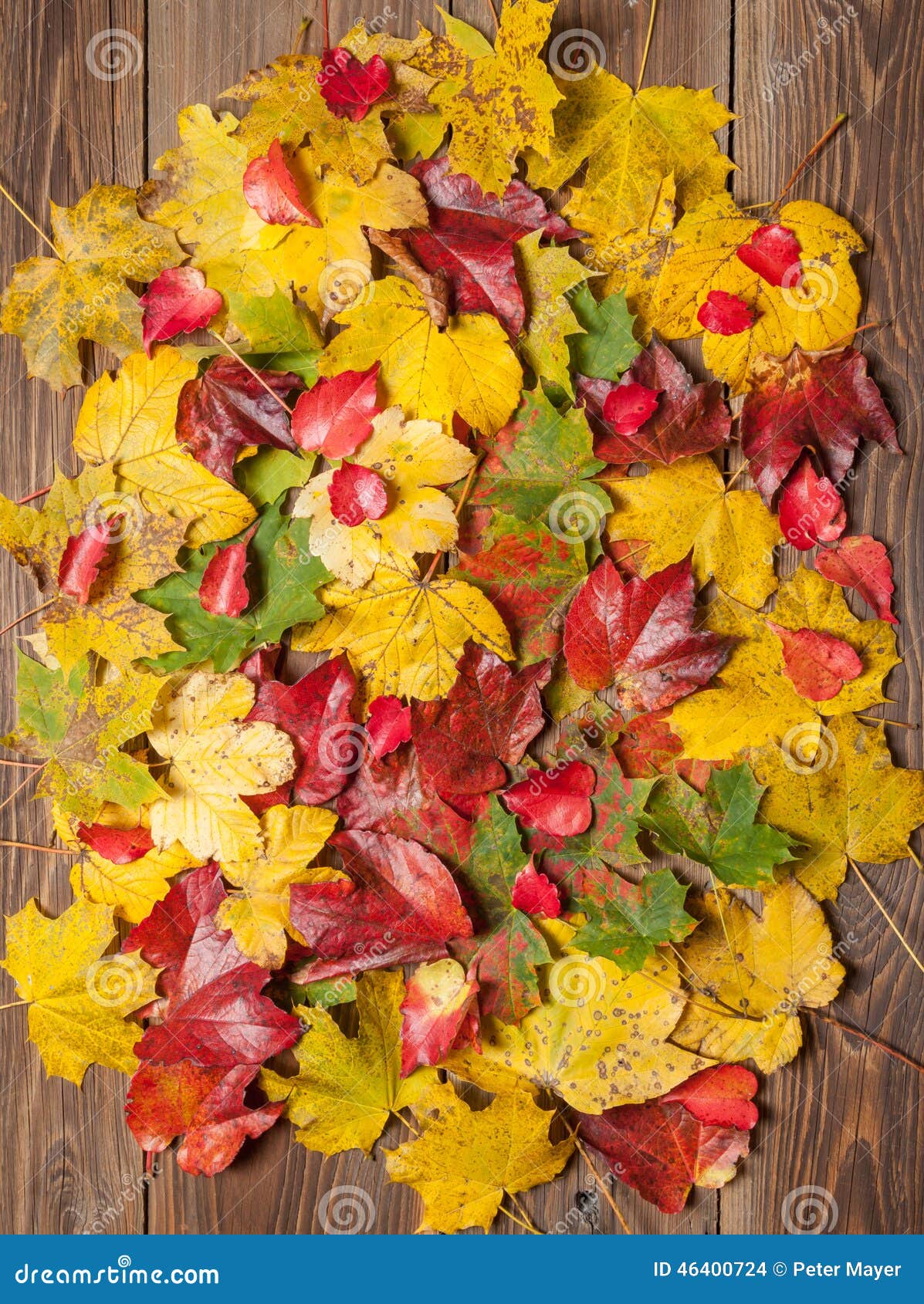 Autumn leaves on table stock photo. Image of leaves, closeup - 46400724