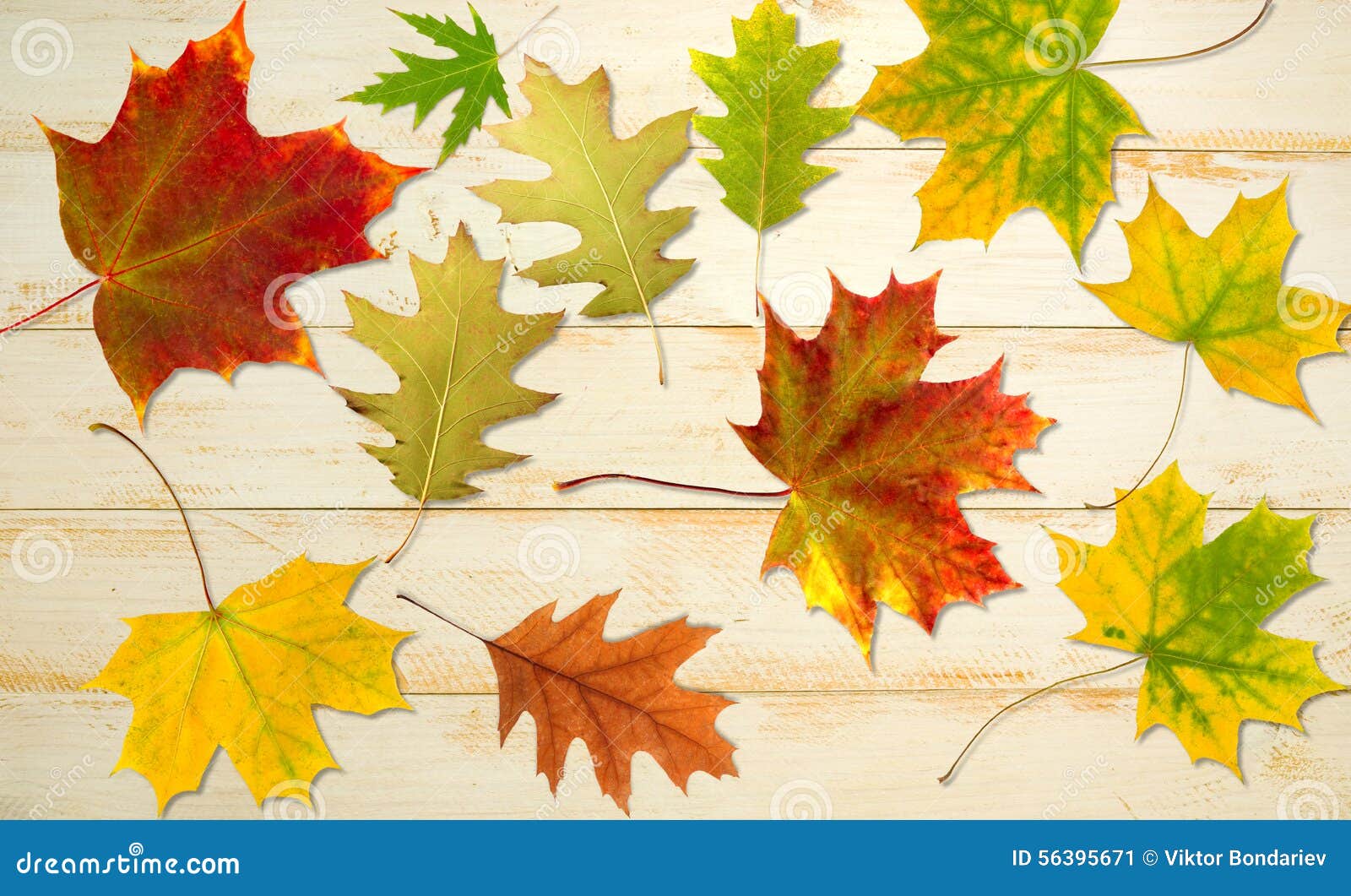 Autumn leaves on the table stock image. Image of light - 56395671