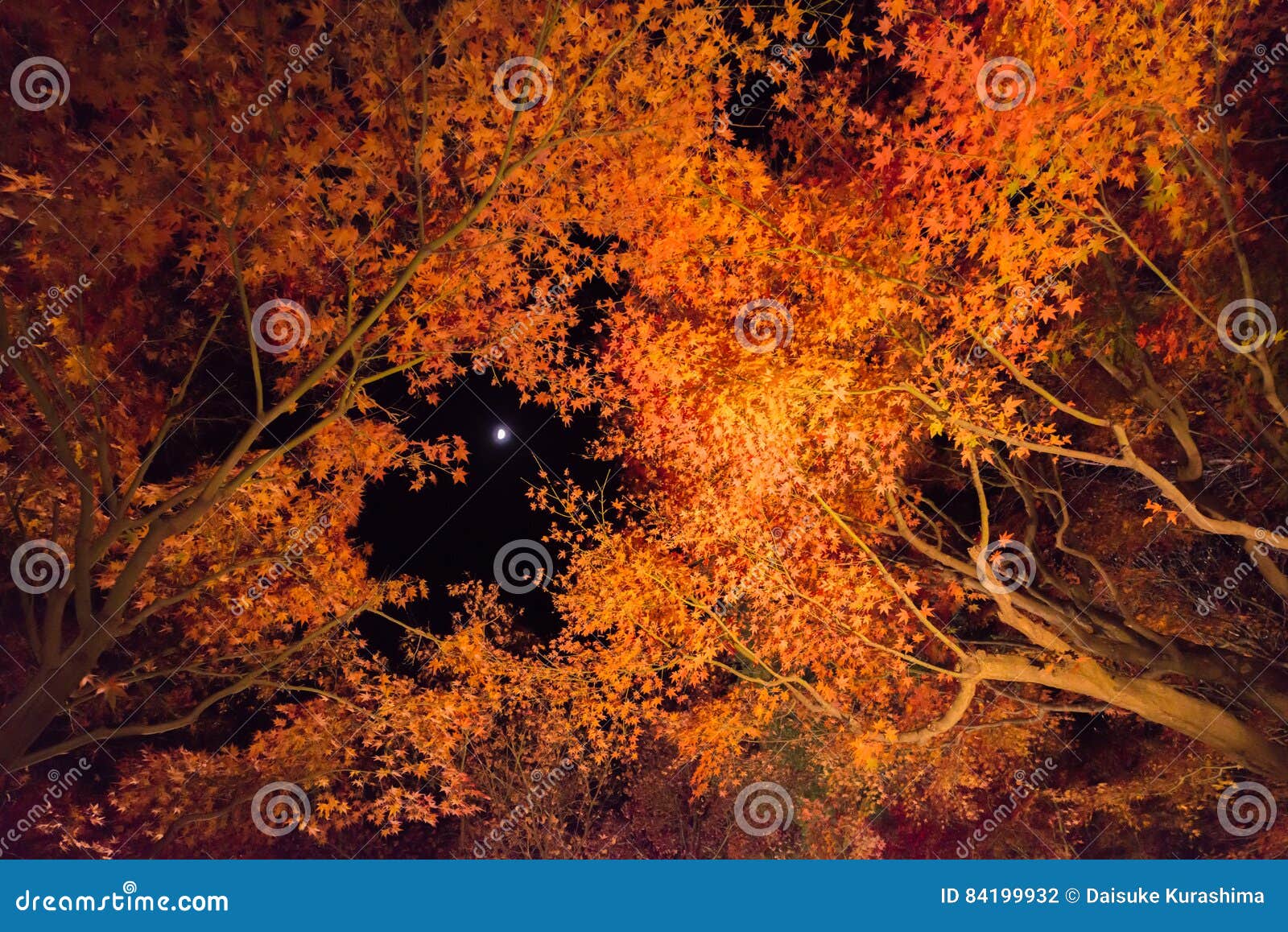 Autumn leaves in temple. stock photo. Image of nature - 84199932