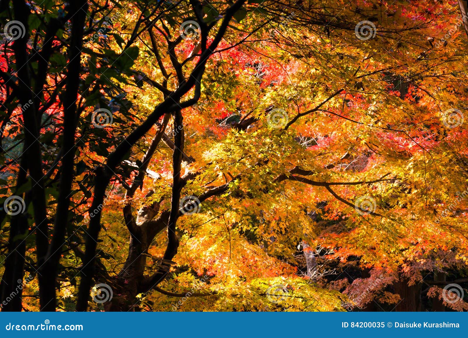 Autumn leaves in temple. stock image. Image of colorful - 84200035
