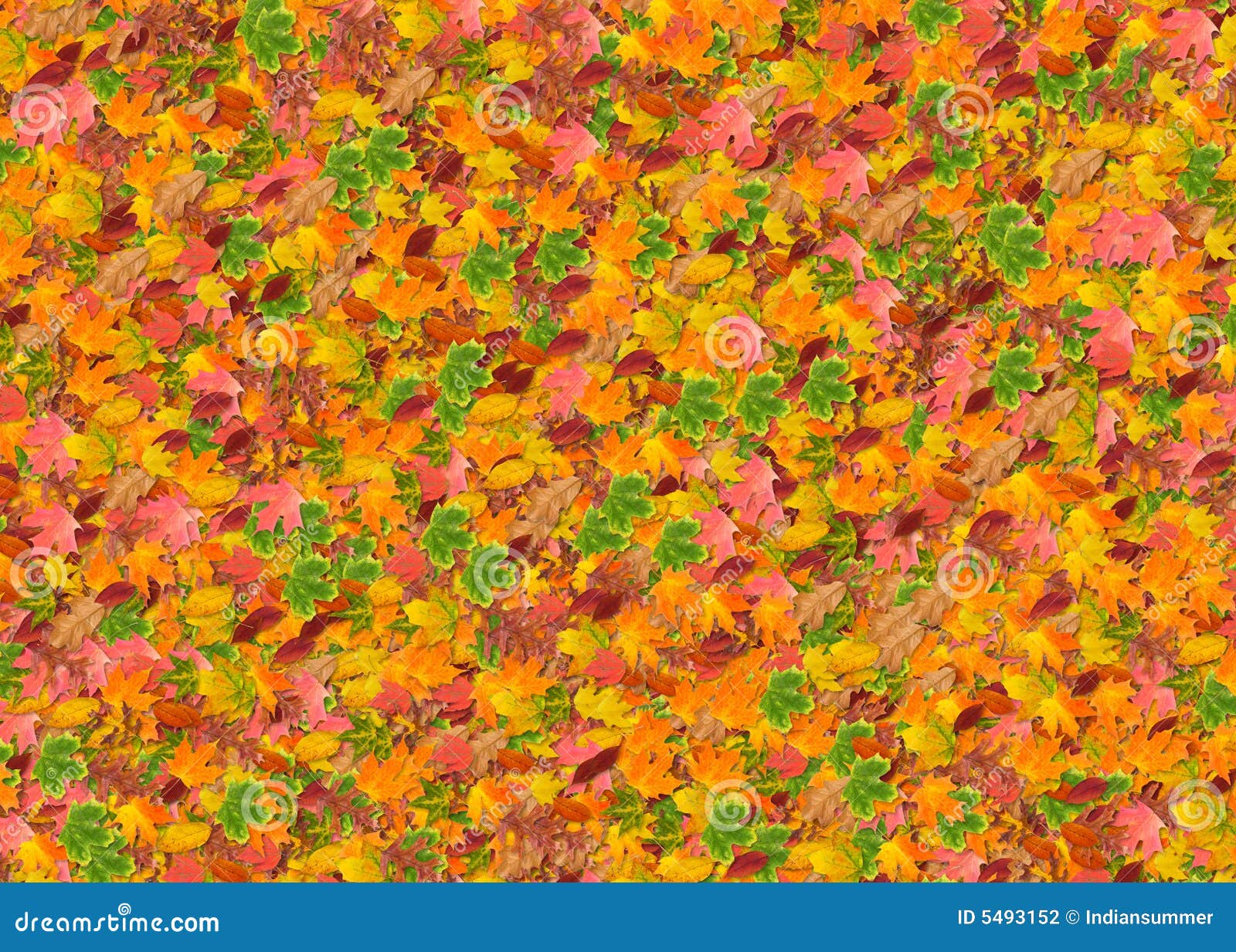 Autumn leaves texture stock photo. Image of seasonal, background - 5493152