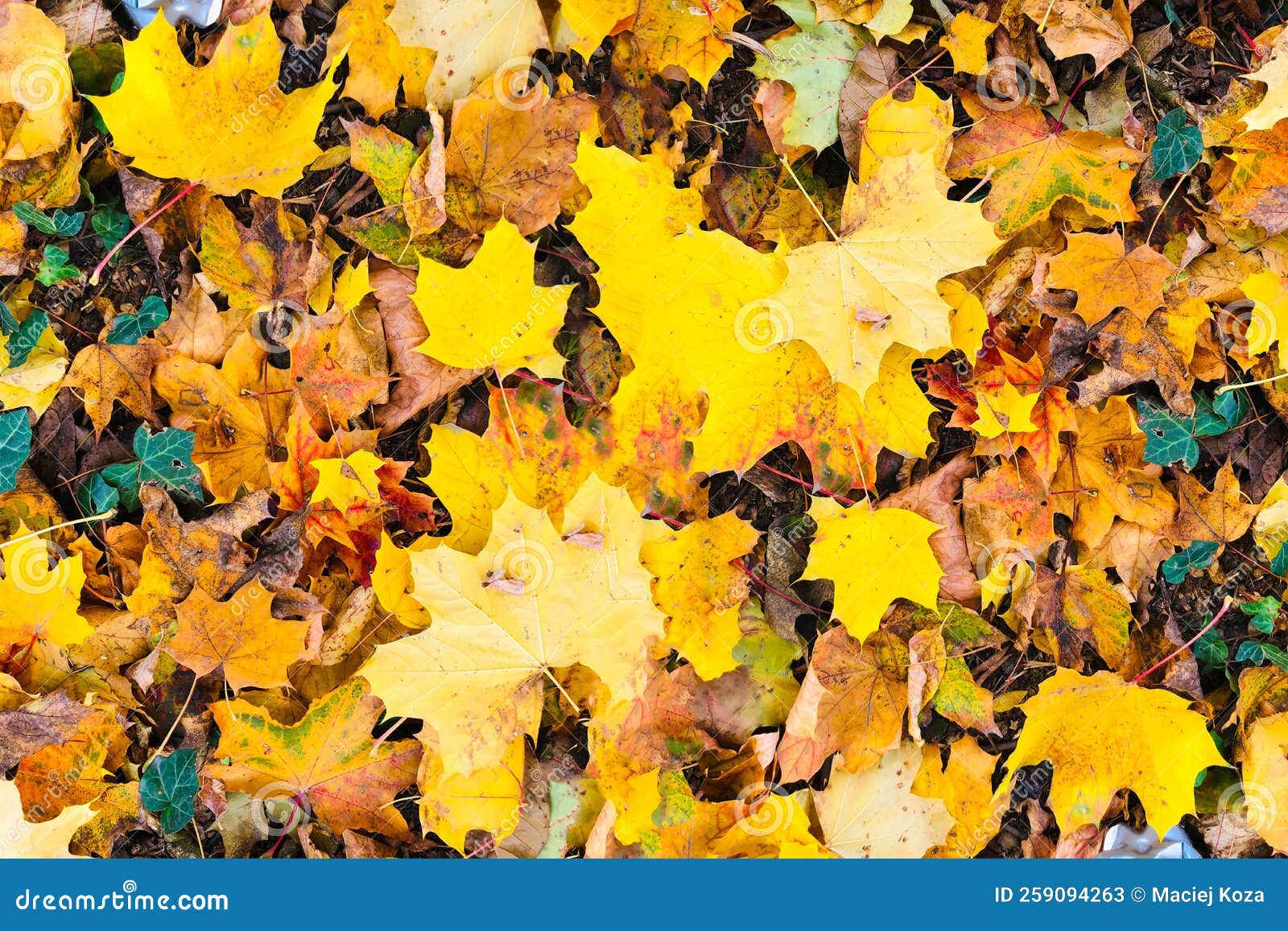 Autumn Leaves Texture - Closeup of Colorful Leaves Stock Image - Image ...