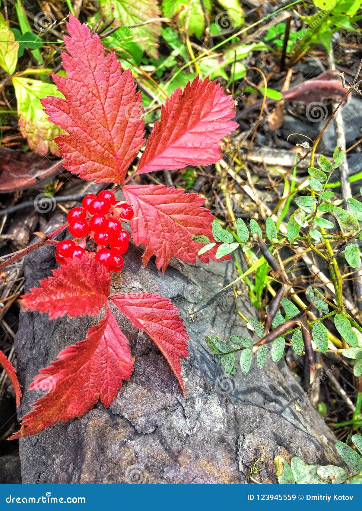 Forest berries stock image. Image of leaves, autumn - 123945559