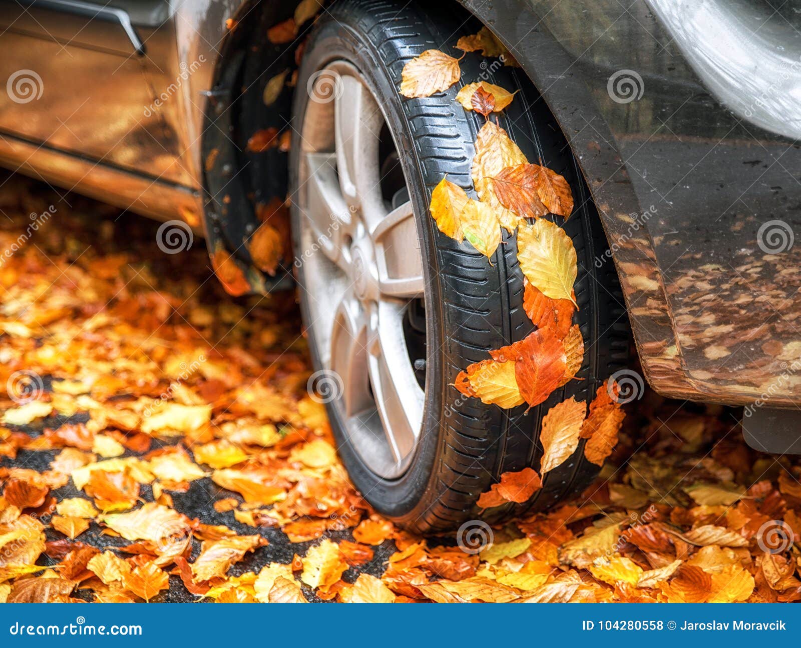 Autumn Leaves on Tire of Car Stock Photo - Image of tire, gear: 104280558