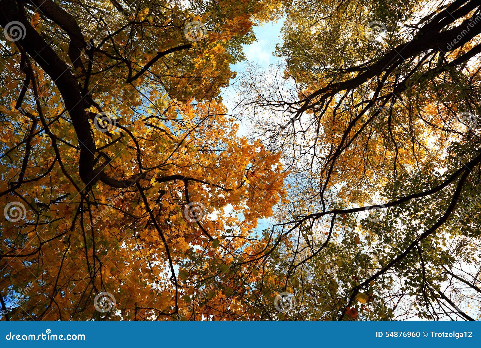 Autumn Leaves on the Tops of the Trees Against the Blue Sky Stock Photo ...