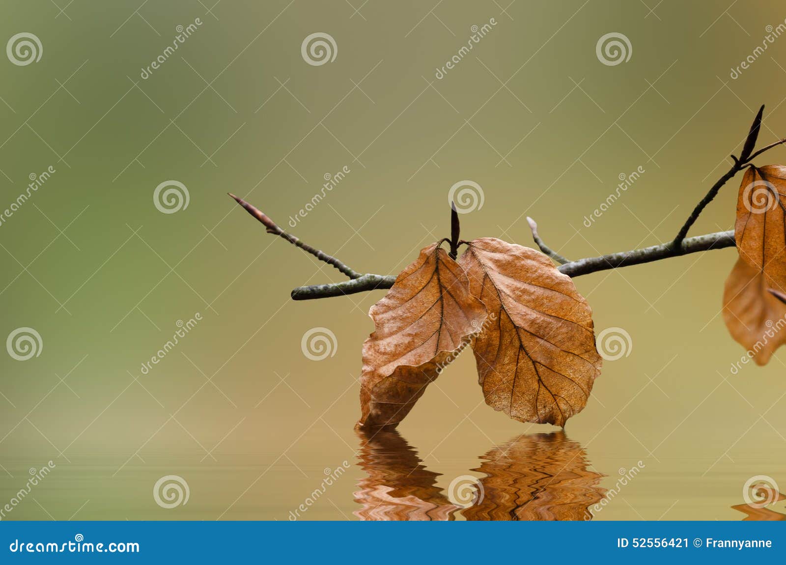 Autumn Leaves Touching Water Image stock - Image du normal, forêt: 52556421