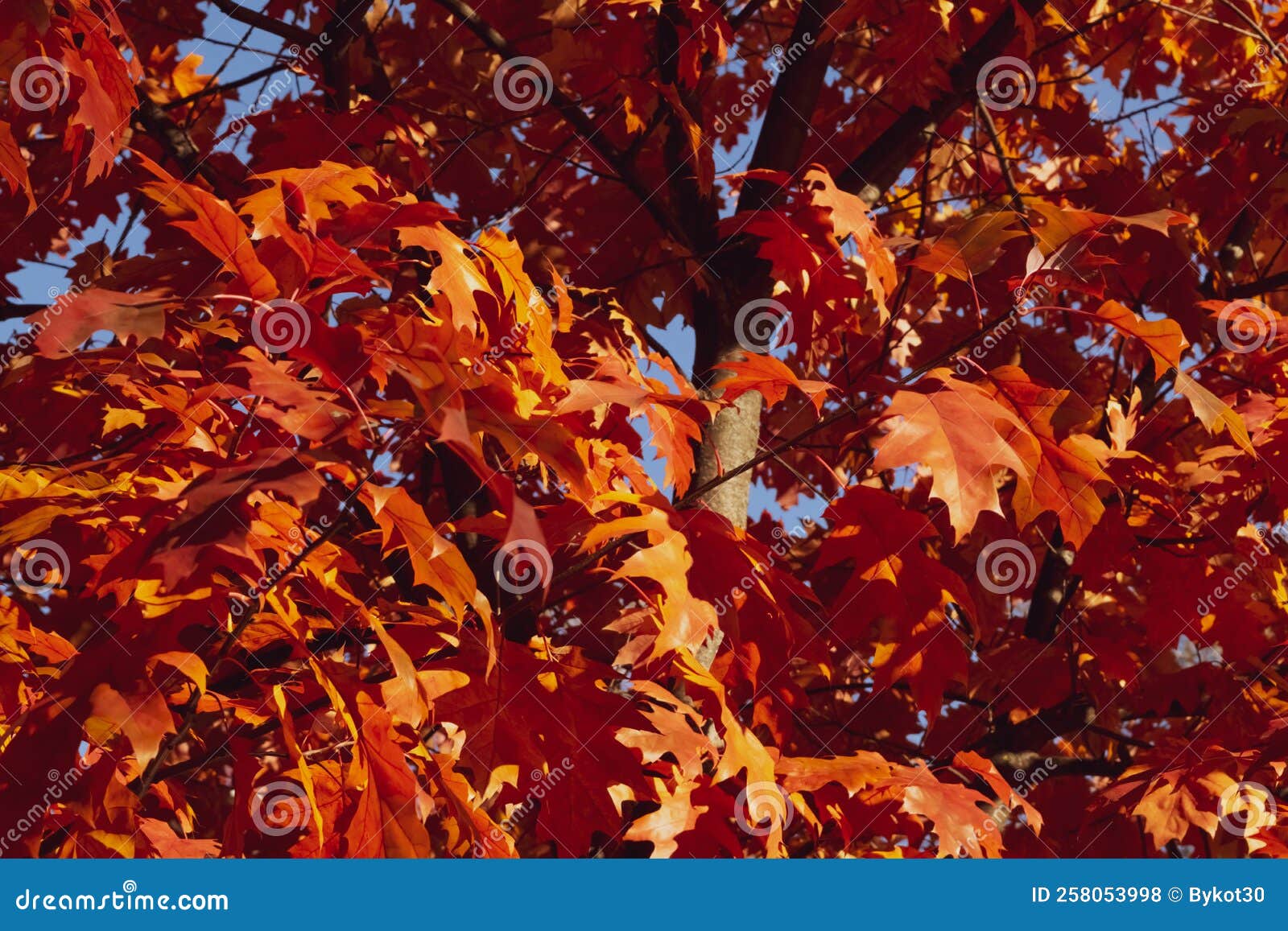Orange Leaves on a Tree in the Autumn Park. Stock Photo - Image of ...