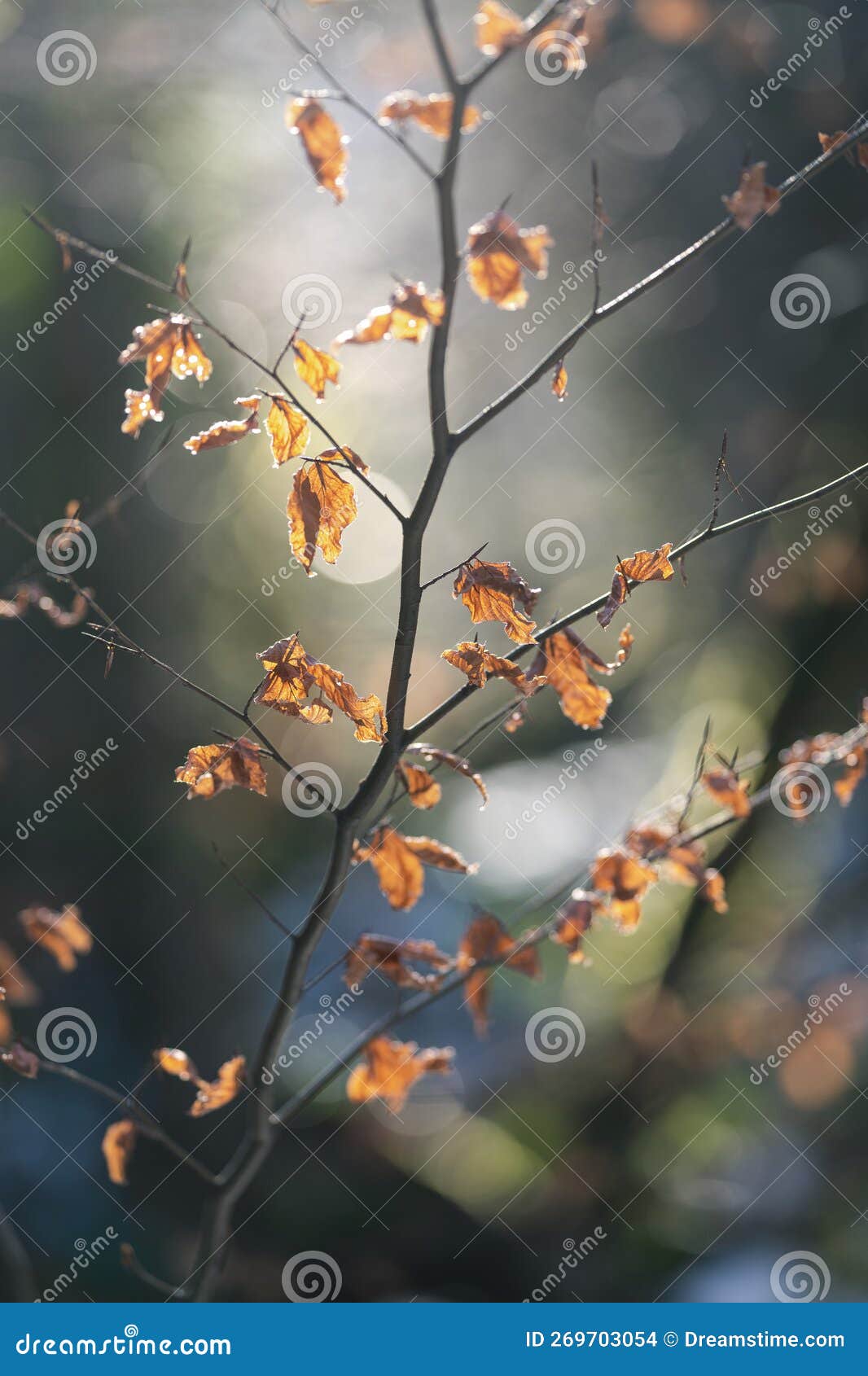 Ambient Light through the Trees in the Autumn Forest Stock Photo ...