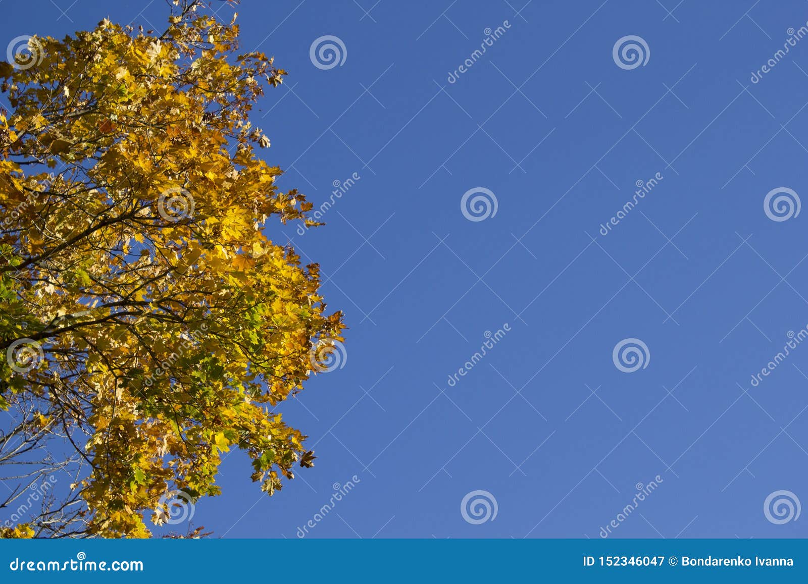 Autumn Leaves Tree with the Blue Sky Background Stock Image - Image of ...