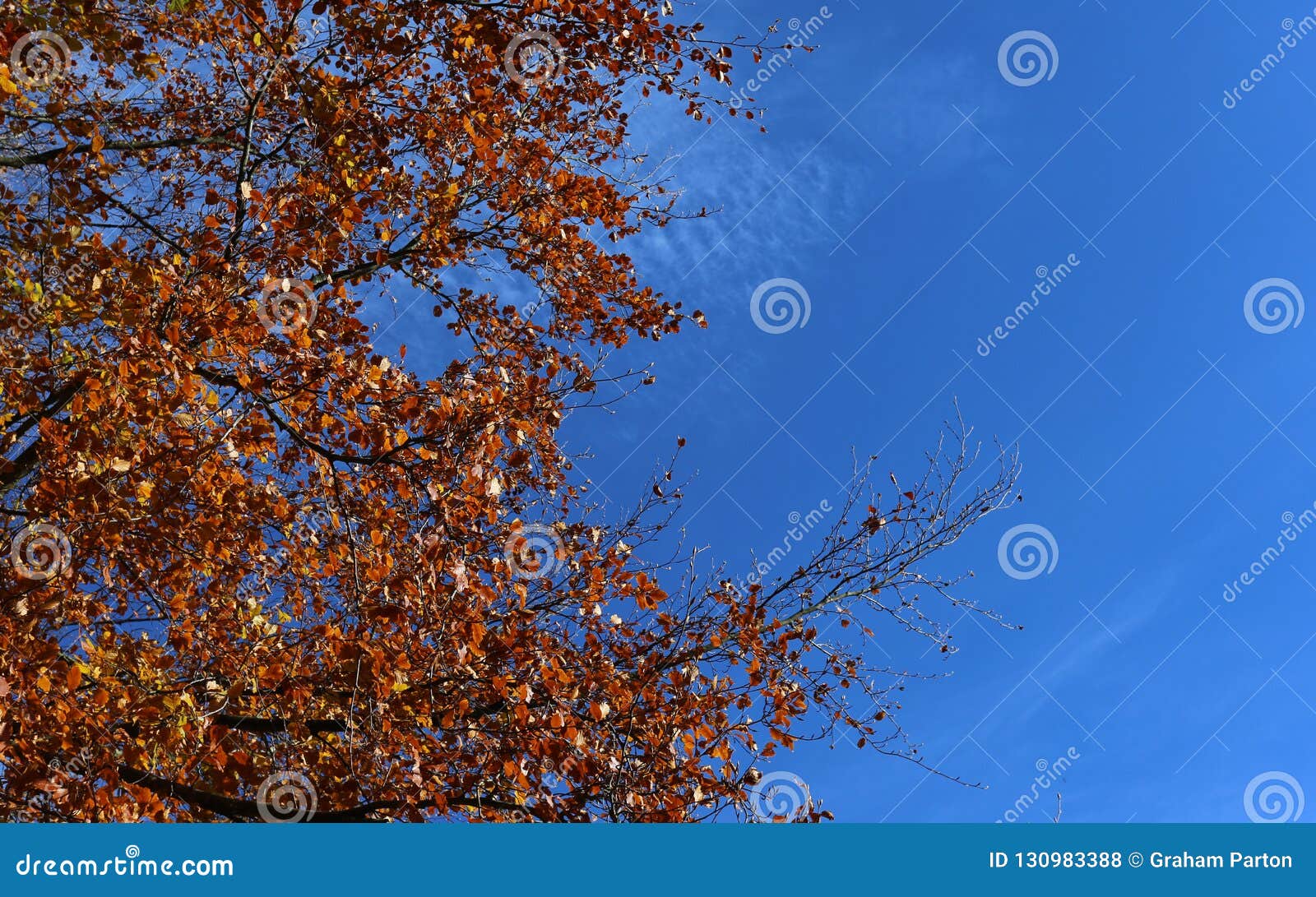 Autumn Leaves on Tree with Blue Sky Stock Photo - Image of autumn, lush ...