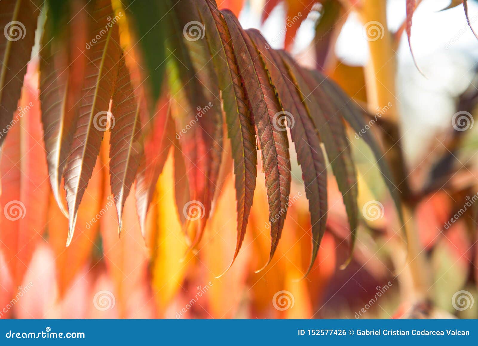 Autumn Leaves on Tree Branch Stock Photo - Image of sunny, branch ...