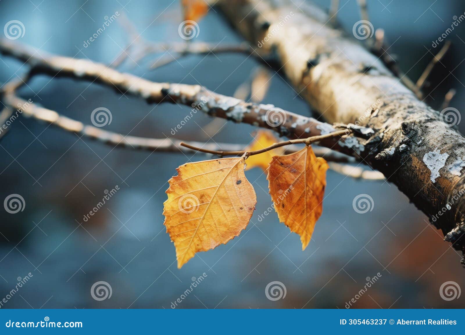 Autumn Leaves on a Tree Branch Stock Illustration - Illustration of ...