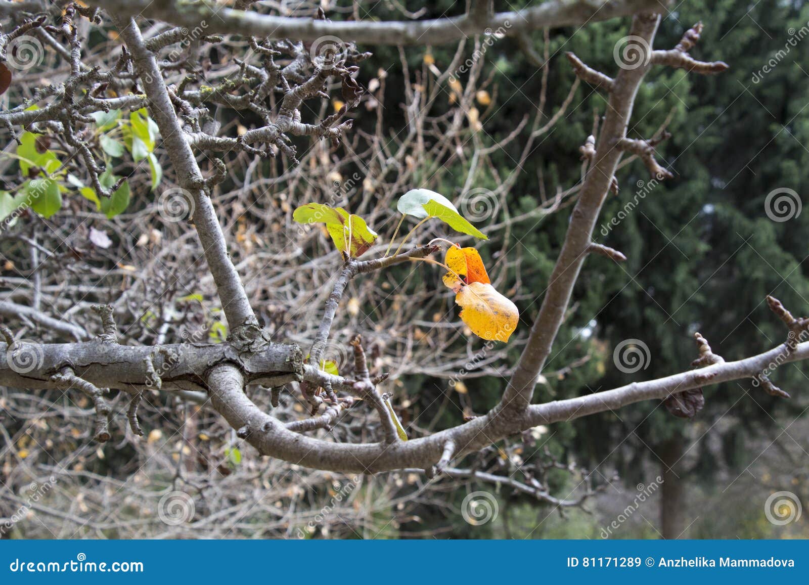 Autumn Leaves on Tree Branch Stock Image - Image of forest, park: 81171289