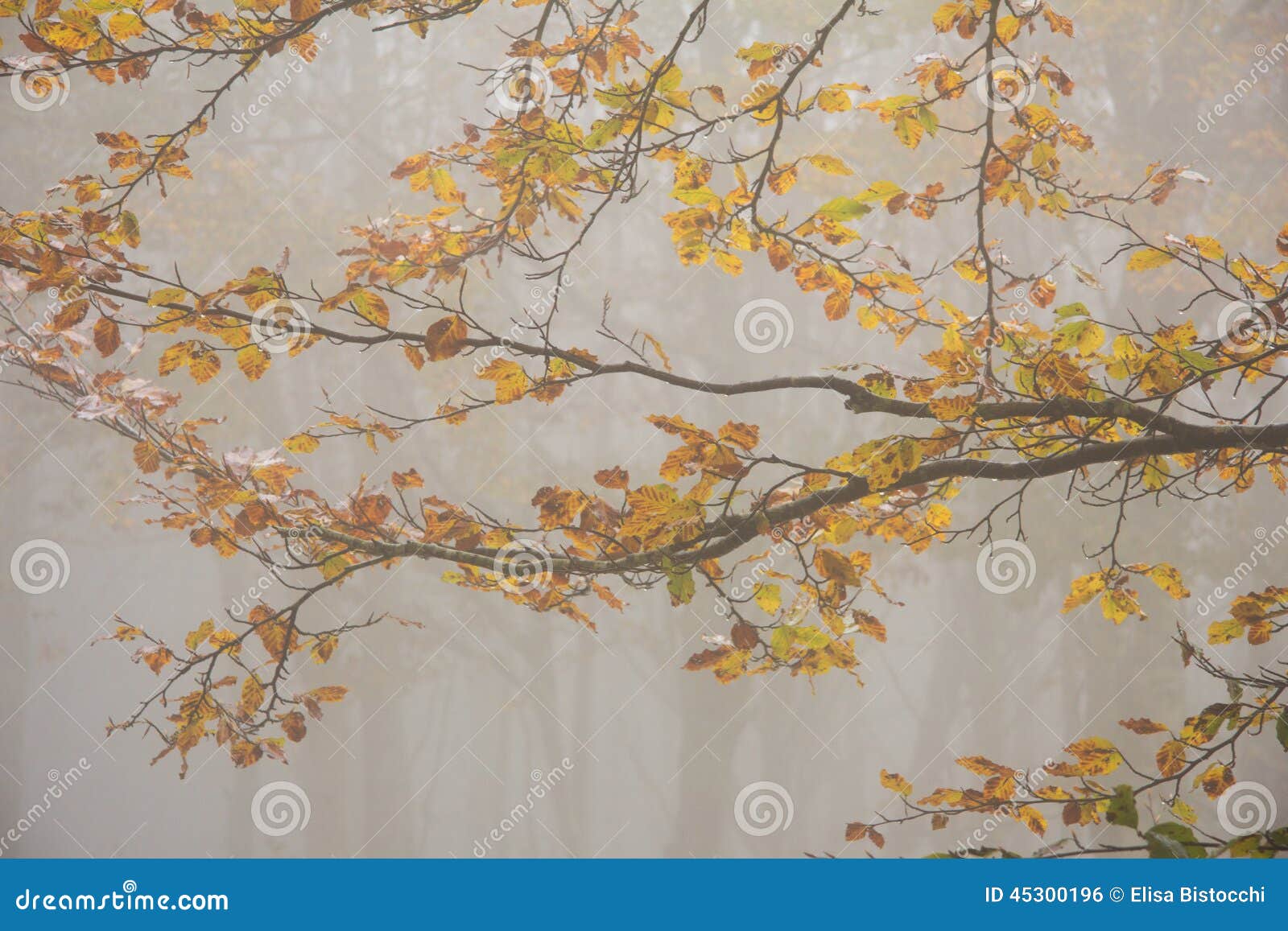Autumn Leaves on Tree Branch Stock Photo - Image of branch, season ...