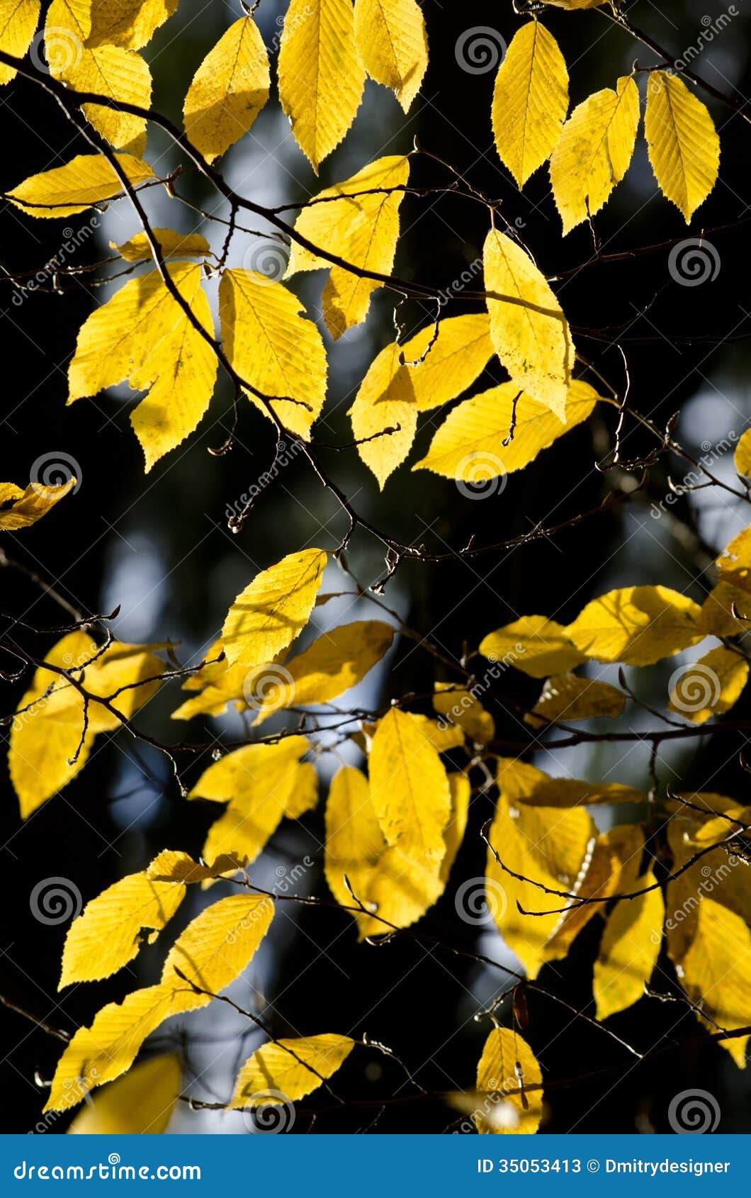 Autumn Leaves on a Tree Branch Stock Image - Image of foliage, outdoor ...