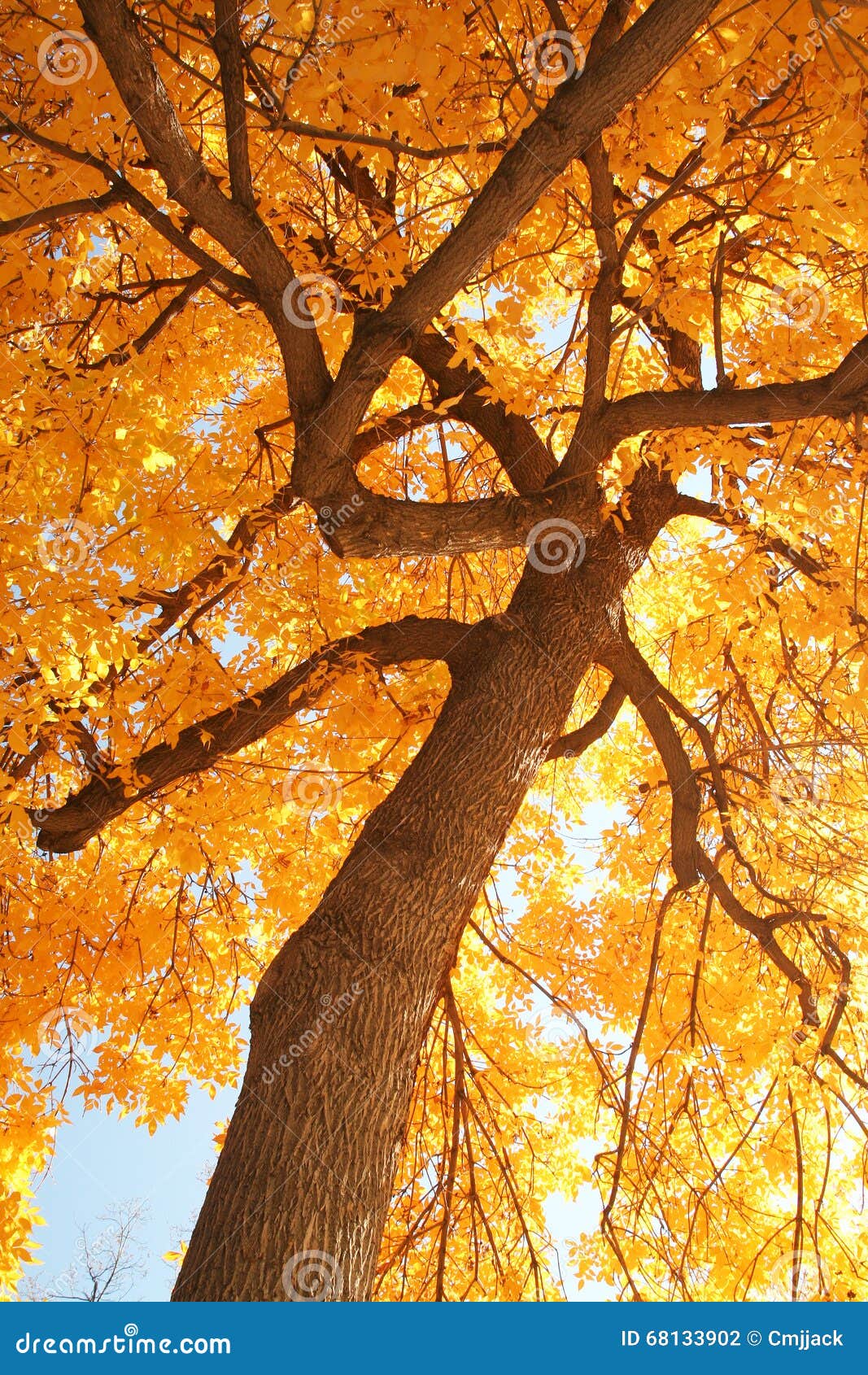 Autumn Leaves with Tree Branches in Upward View Stock Photo - Image of ...