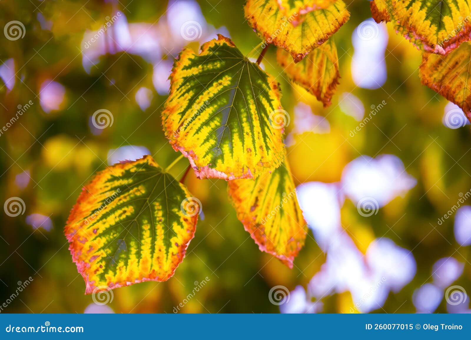 Autumn Leaves on a Tree Close-up Stock Image - Image of pattern, color ...