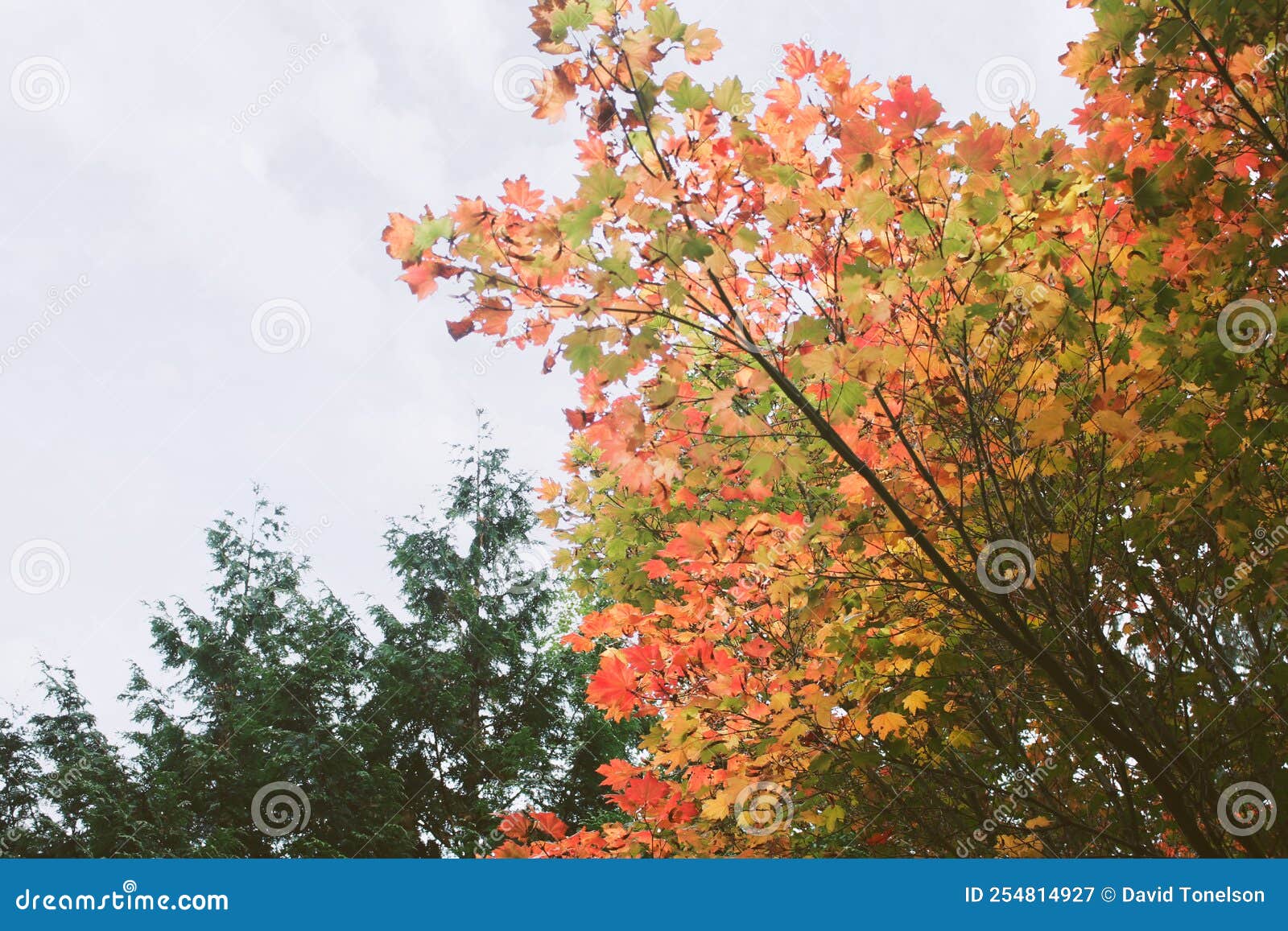 Autumn Leaves on Tree, Fall Foliage Stock Image - Image of autumn ...
