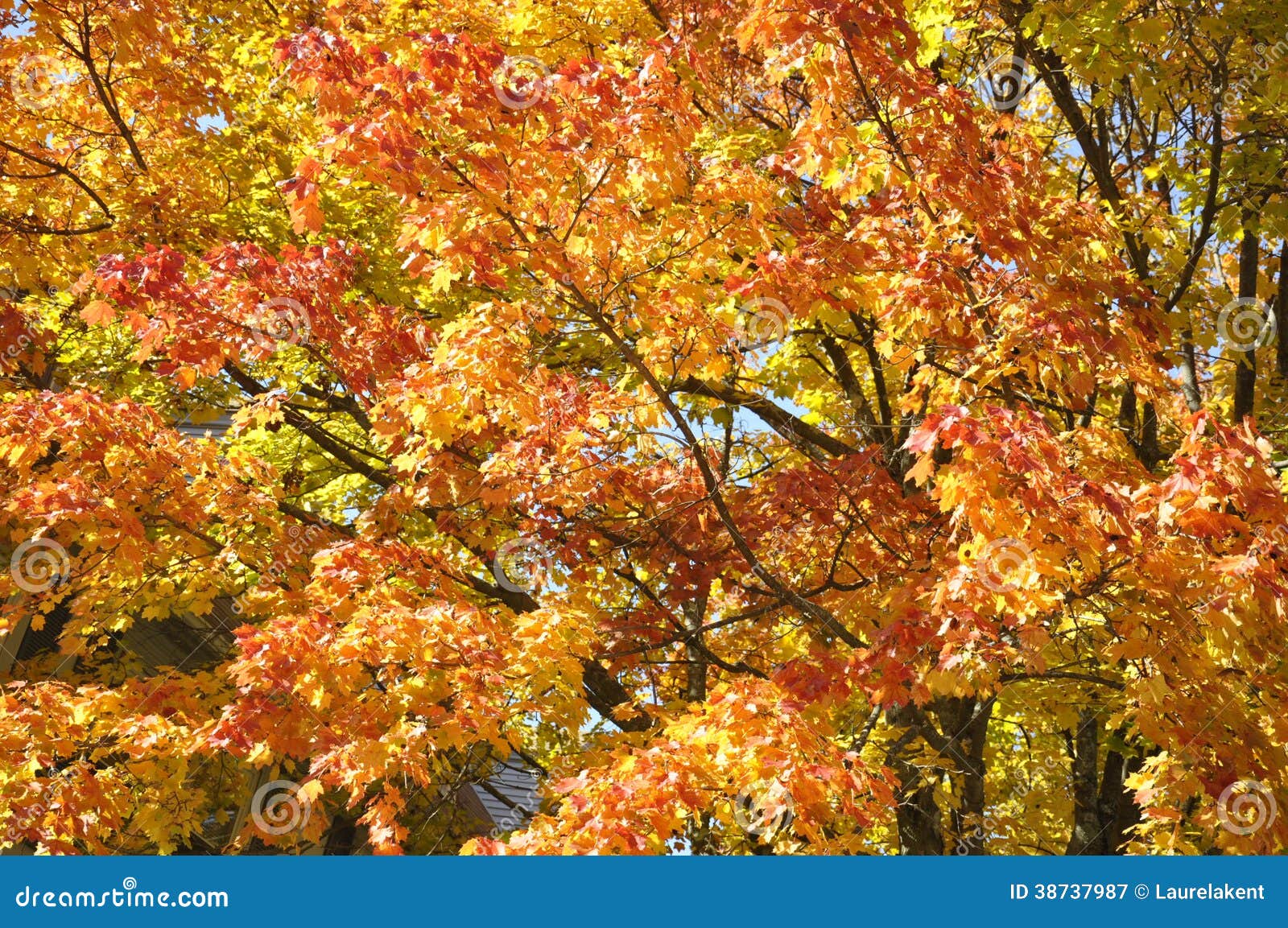 Autumn Leaves stock image. Image of spring, orange, seasonal - 38737987