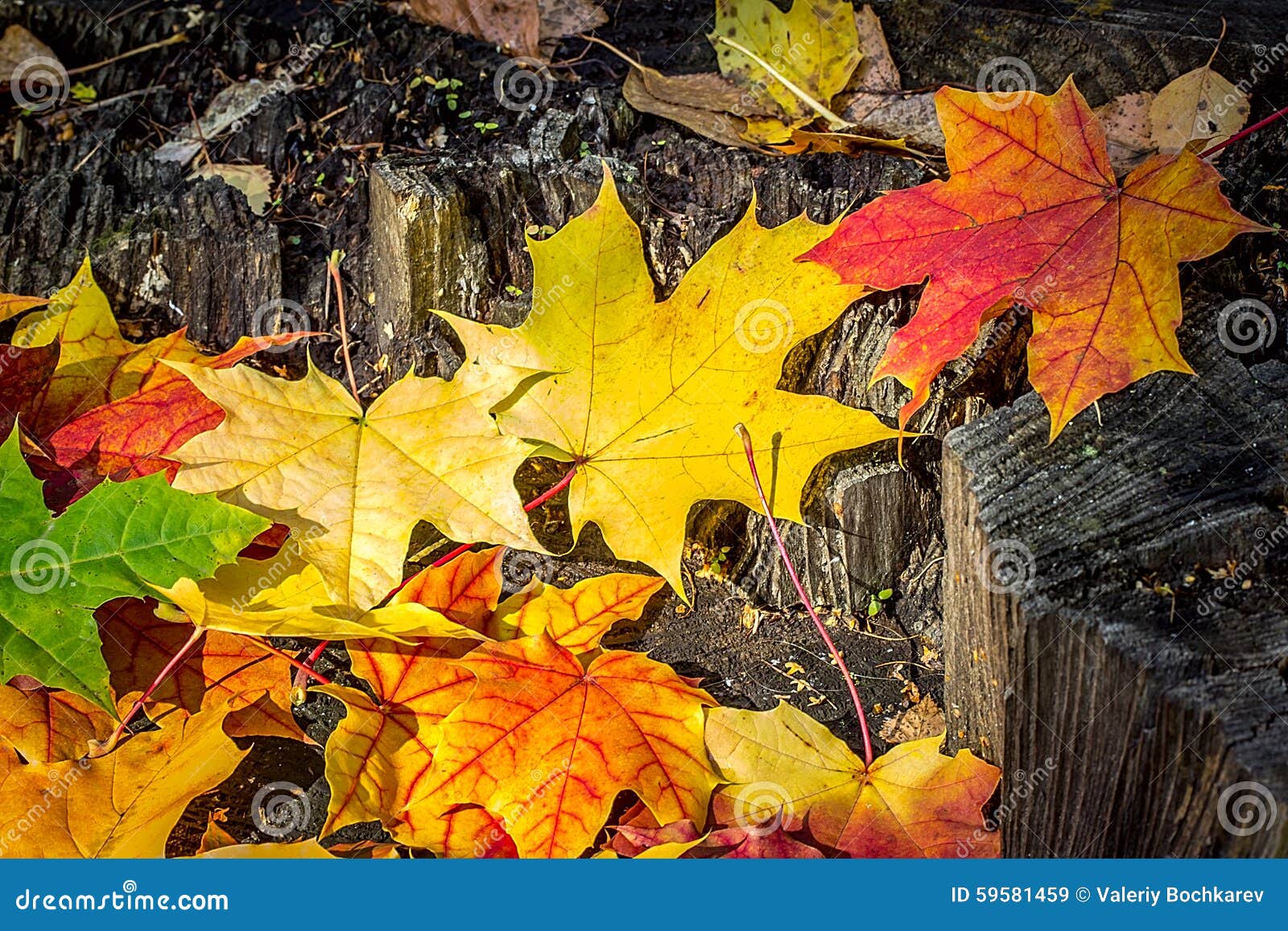 Autumn Leaves on Tree Stump Stock Image - Image of park, plant: 59581459