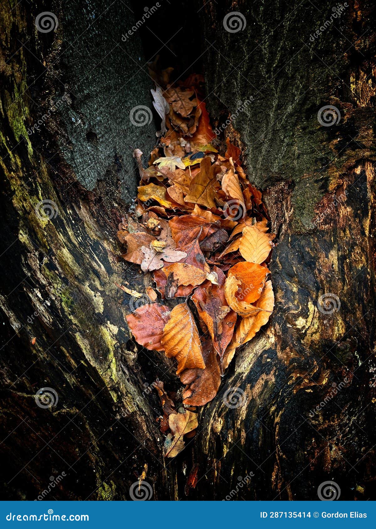 Autumn Leaves in Tree Trunk Stock Photo - Image of autumn, leaves ...