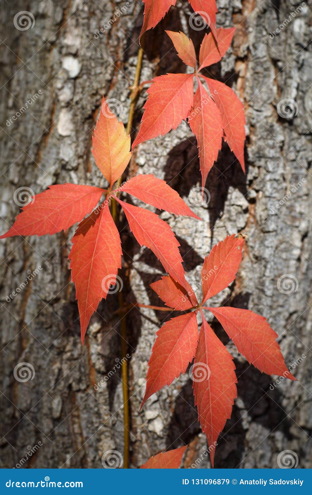 Autumn Leaves on Tree Trunk Stock Image - Image of vivid, nature: 131096879