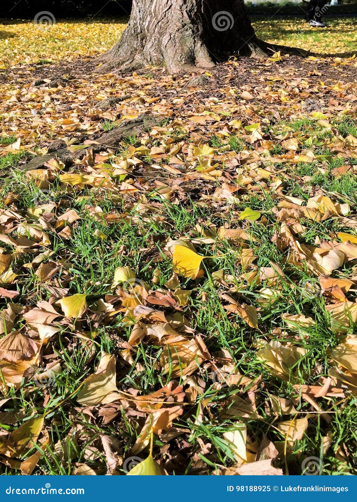 Autumn leaves tree trunk stock image. Image of heap, land - 98188925