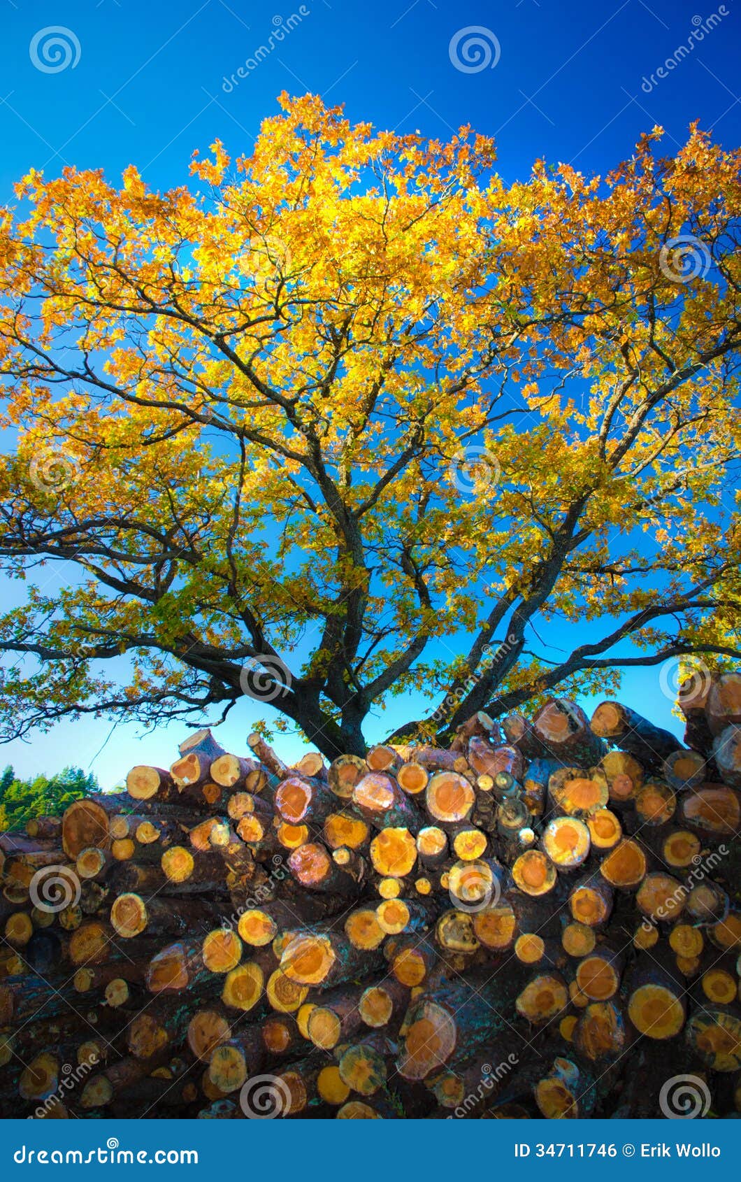 Autumn Leaves and Tree Trunks Stock Photo - Image of branch, season ...