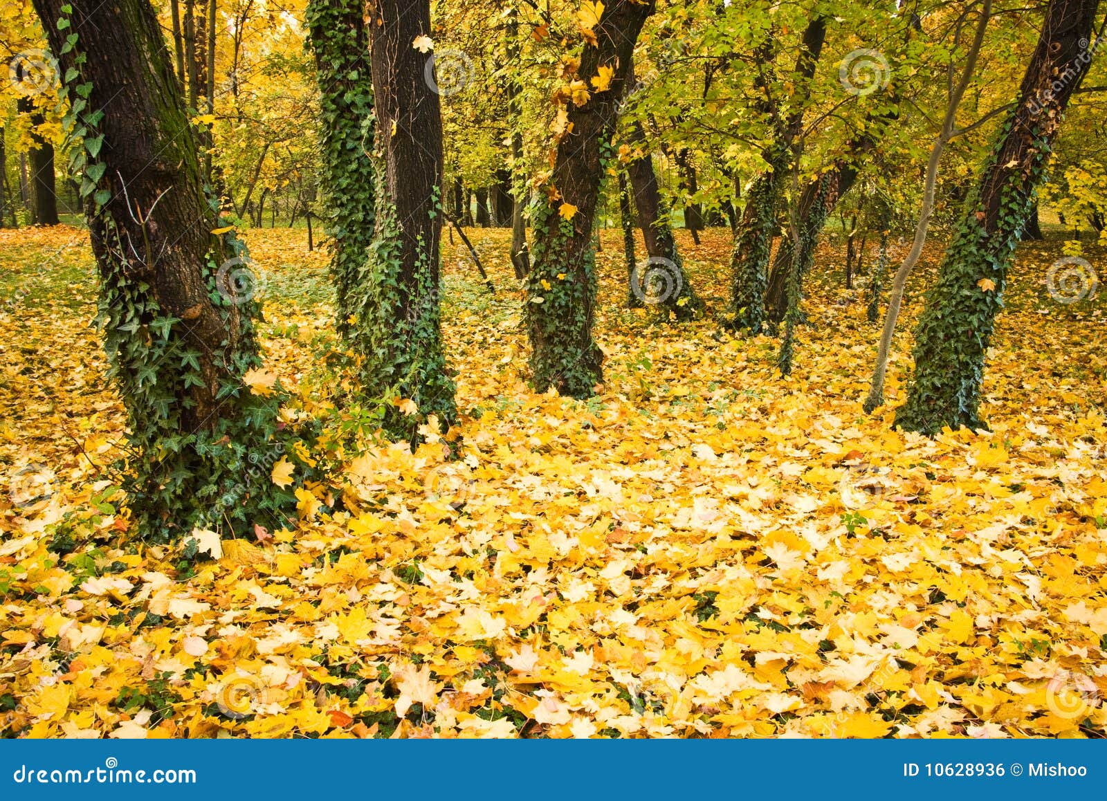 Autumn leaves and trees stock photo. Image of fall, ecology - 10628936