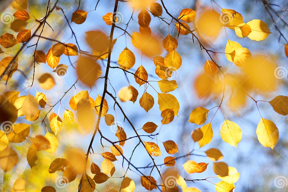 Autumn leaves on the trees stock photo. Image of bright - 16131238