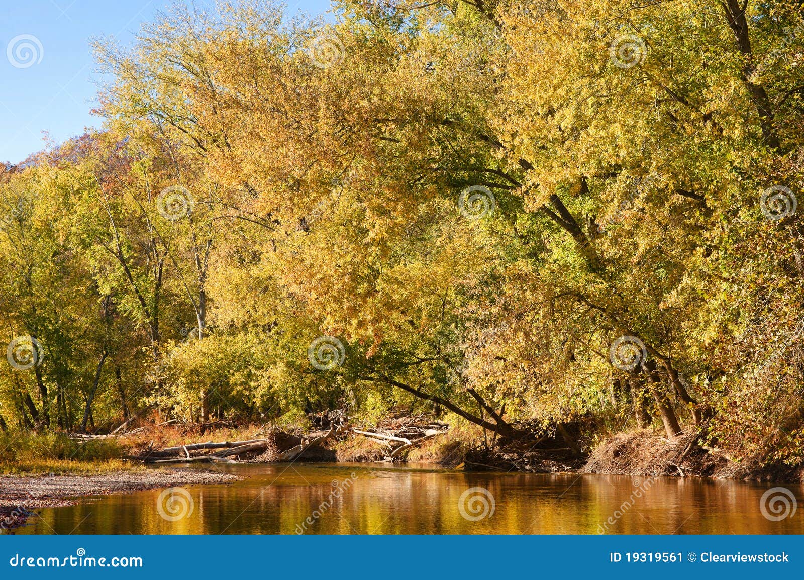 Autumn Leaves and Trees on River Stock Image - Image of trees, stream ...
