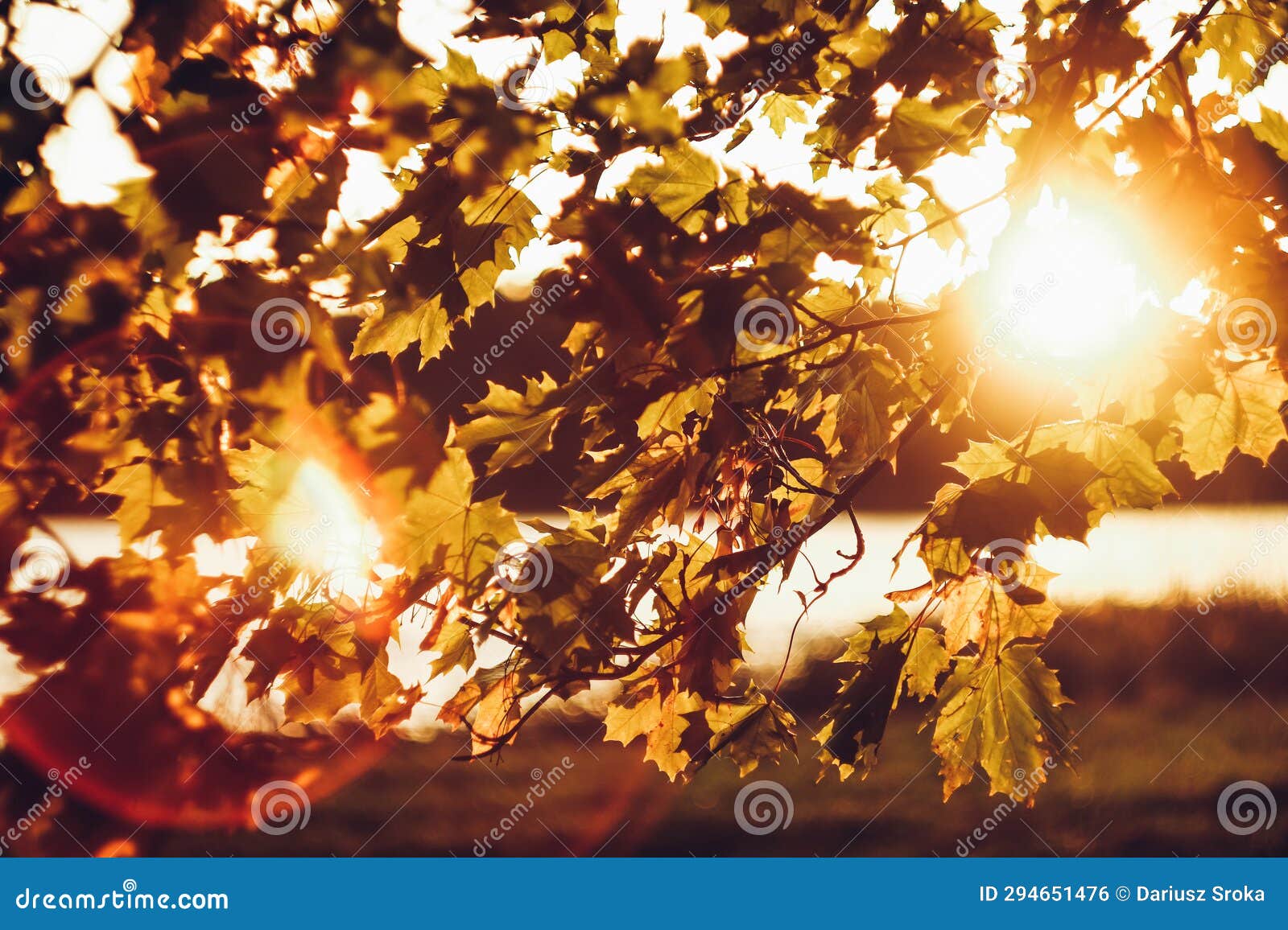 Autumn Leaves on Trees with the Sun in the Background Stock Photo ...