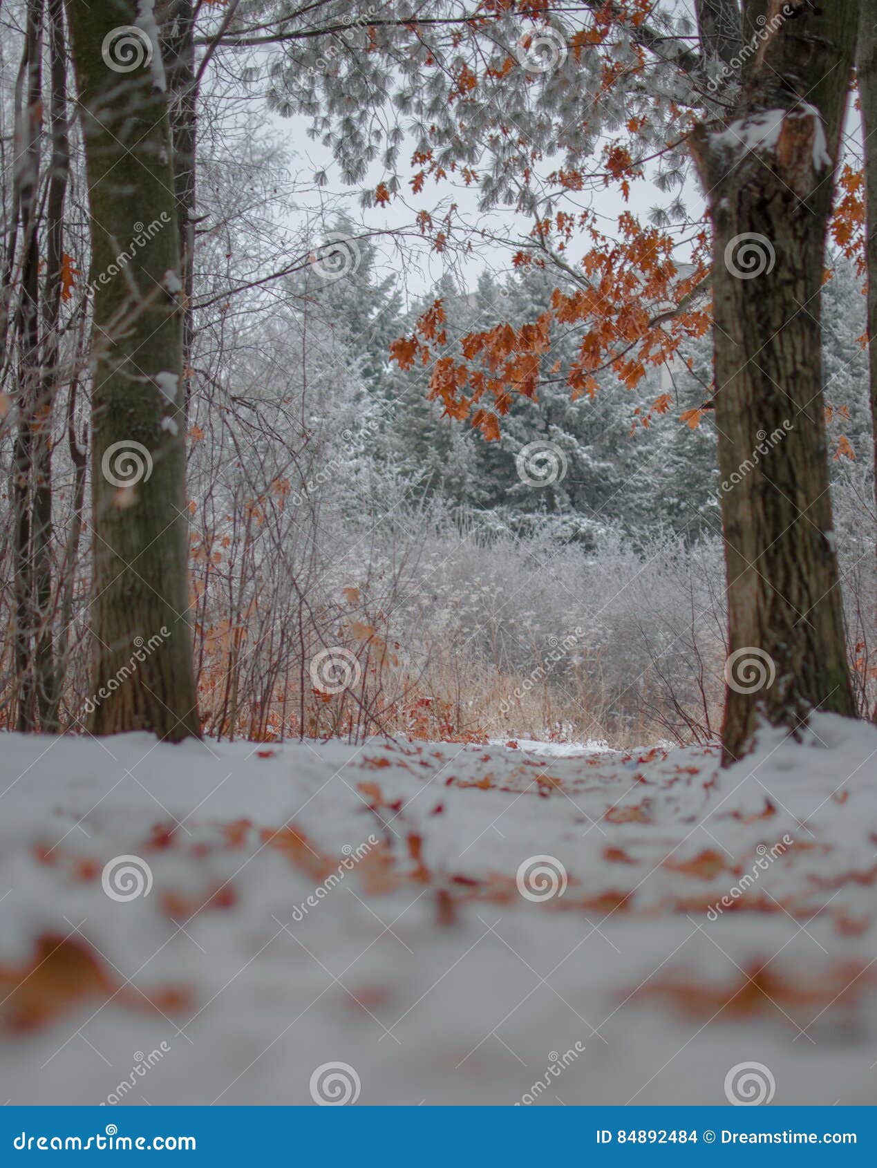 Autumn Leaves on Trees in a Winter Landscape Stock Photo - Image of ...
