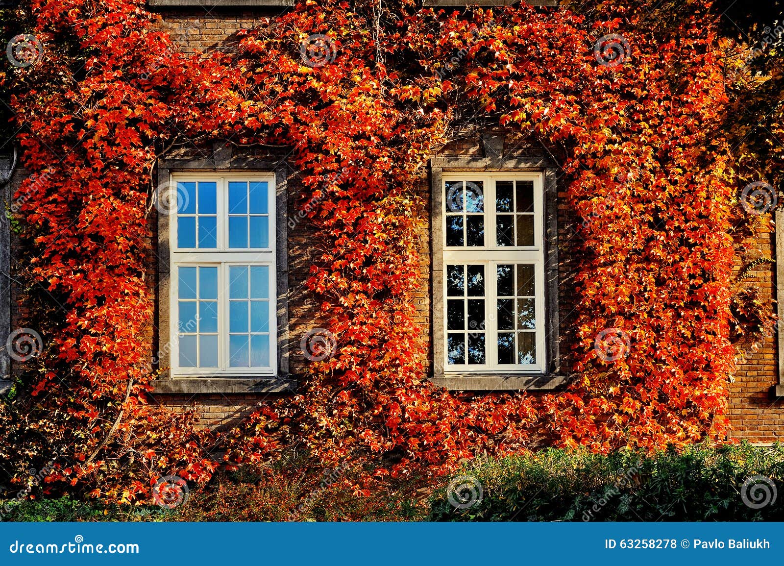 Autumn Leaves with Two White Windows on Old Facade Stock Photo - Image ...