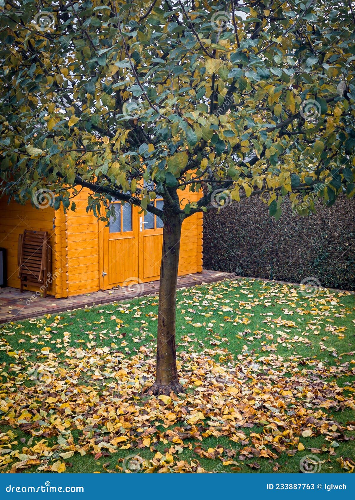 Autumn Leaves Under the Apple Tree Stock Image - Image of yard, tree ...