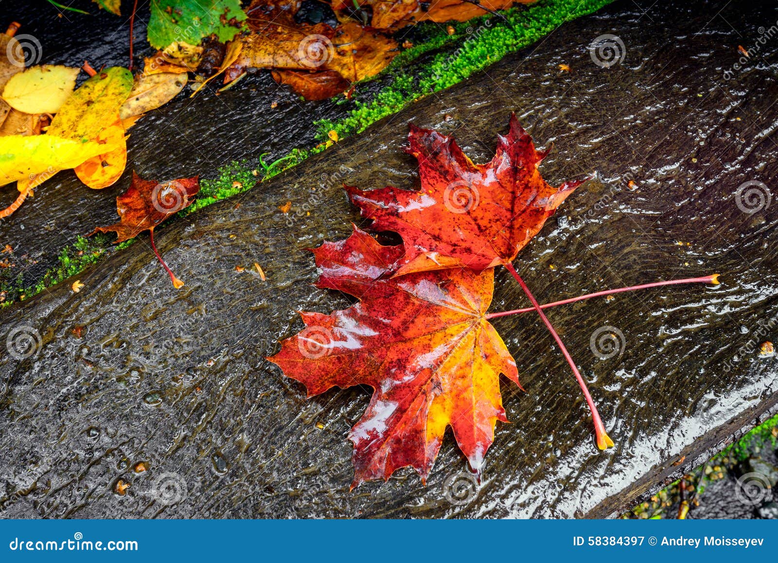 Autumn leaves under rain stock image. Image of ground - 58384397