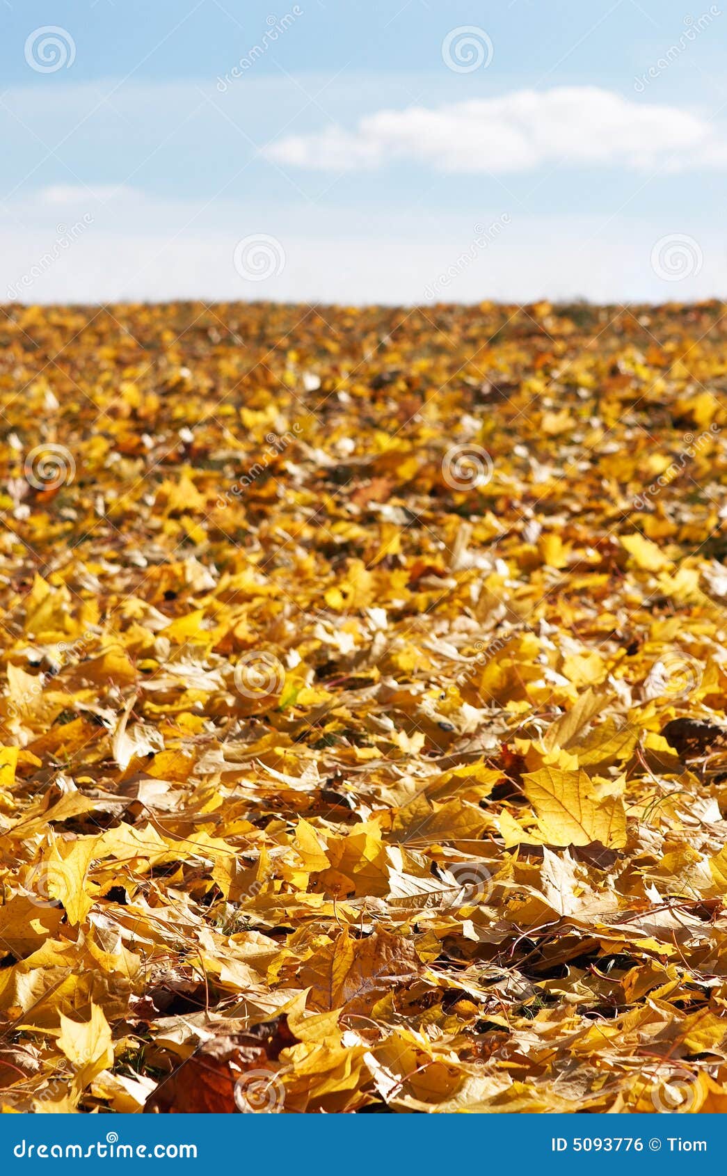 Autumn Leaves Under the Sky Stock Photo - Image of multi, color: 5093776