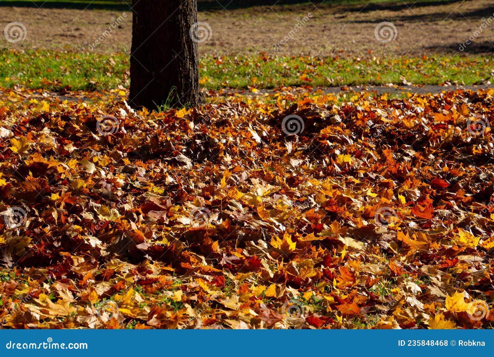Autumn leaves under a tree stock photo. Image of decoration - 235848468