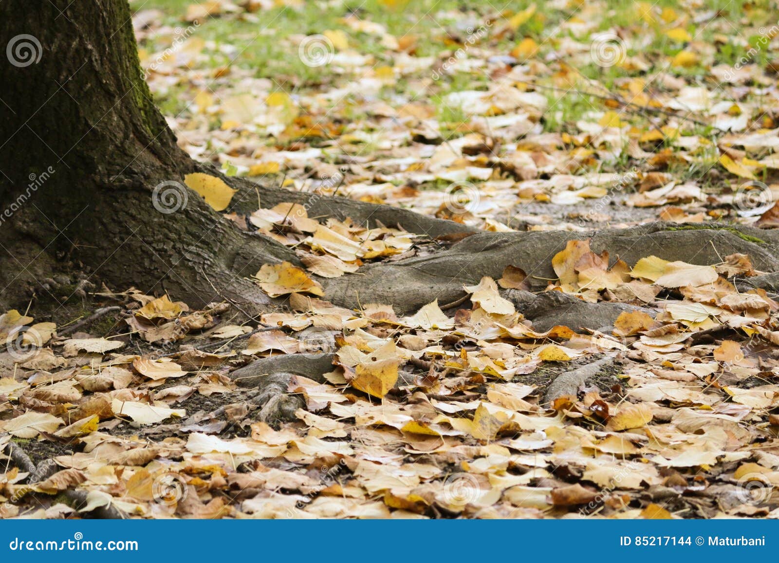 Autumn leaves under a tree stock photo. Image of leaves - 85217144