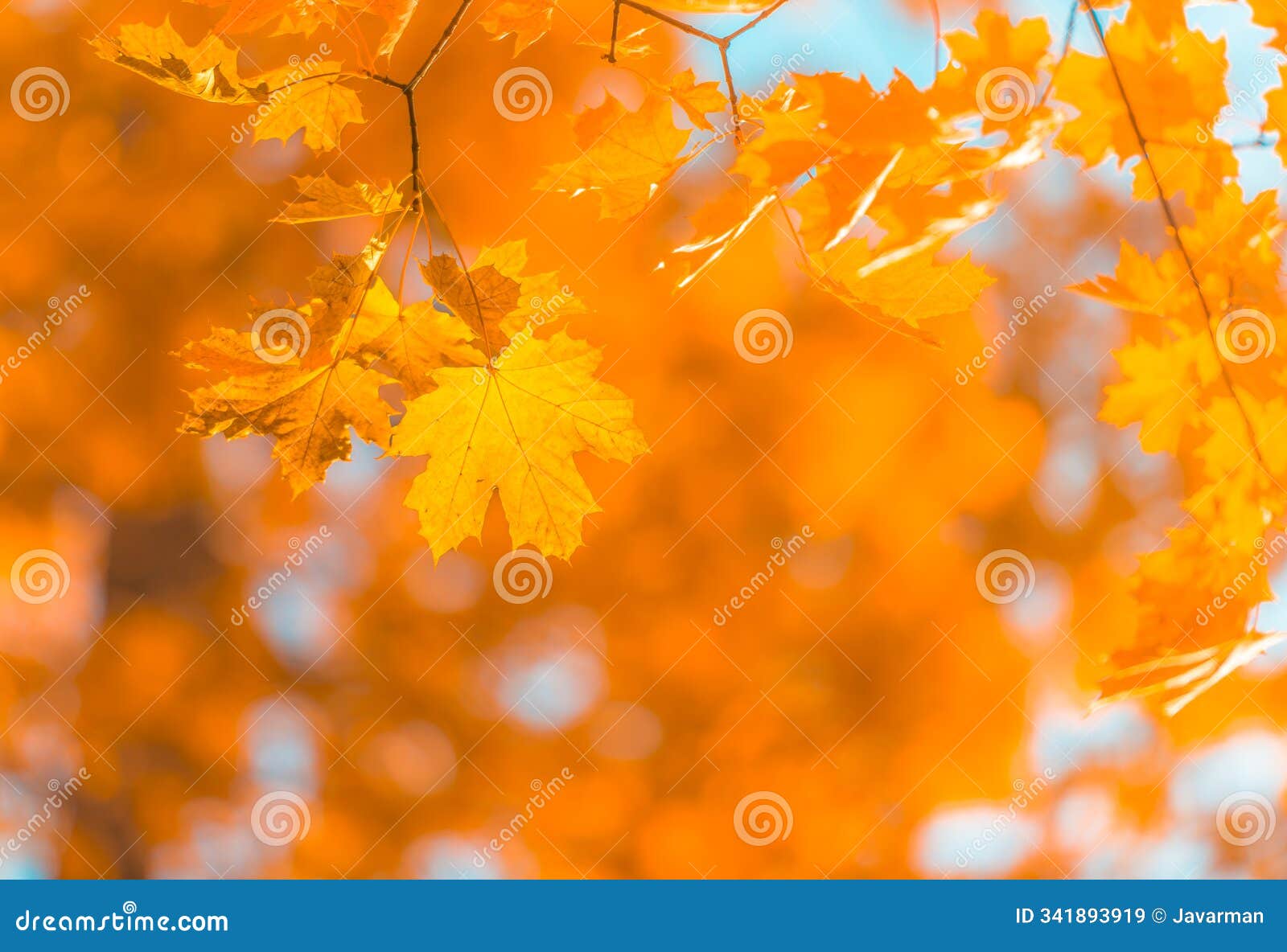 Autumn Leaves, Very Shallow Focus, Perfect Fall Background Stock Image ...