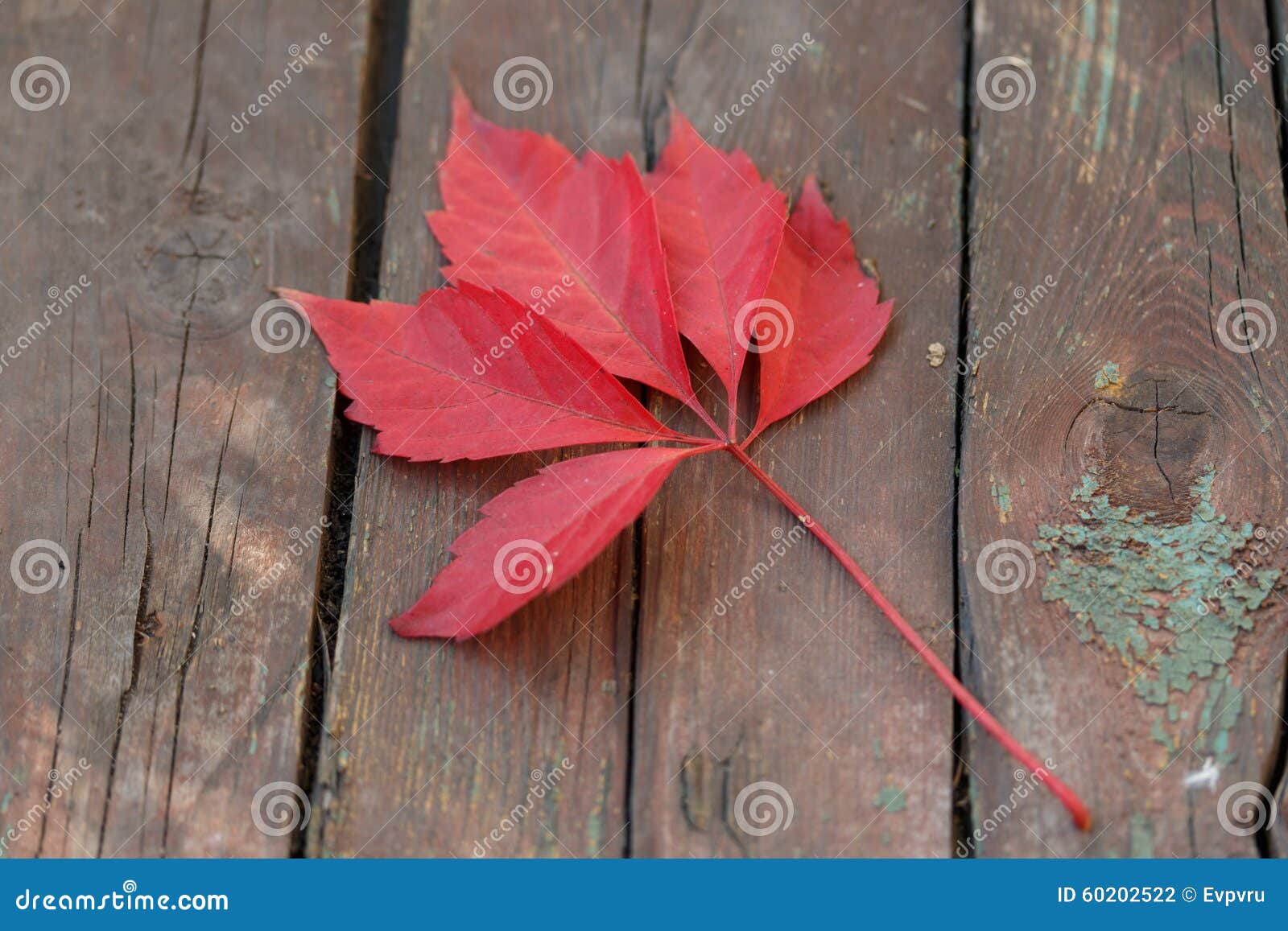 Autumn leaves vine stock photo. Image of horizontal, multi - 60202522