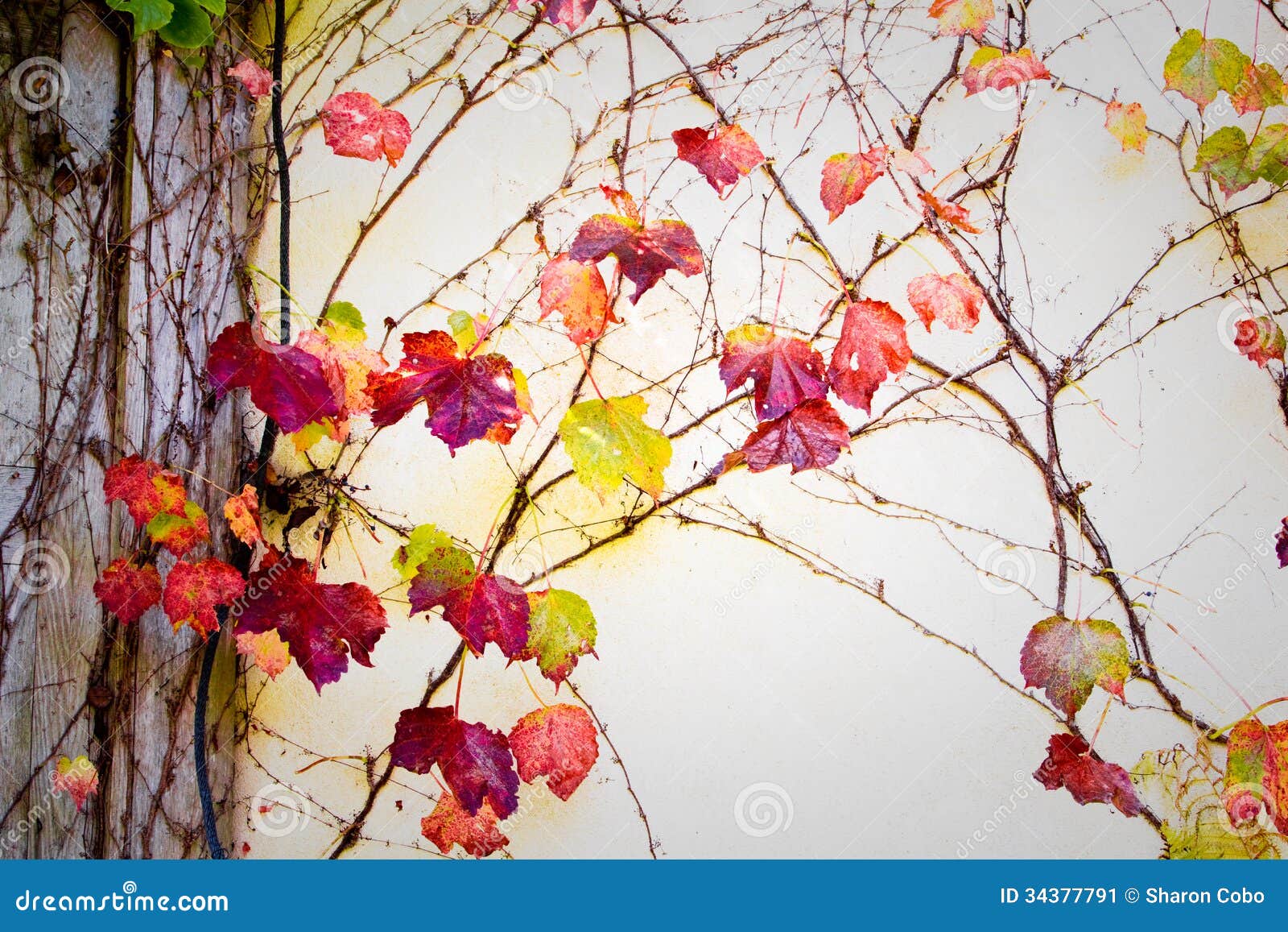 Autumn leaves on wall stock image. Image of copy, design - 34377791