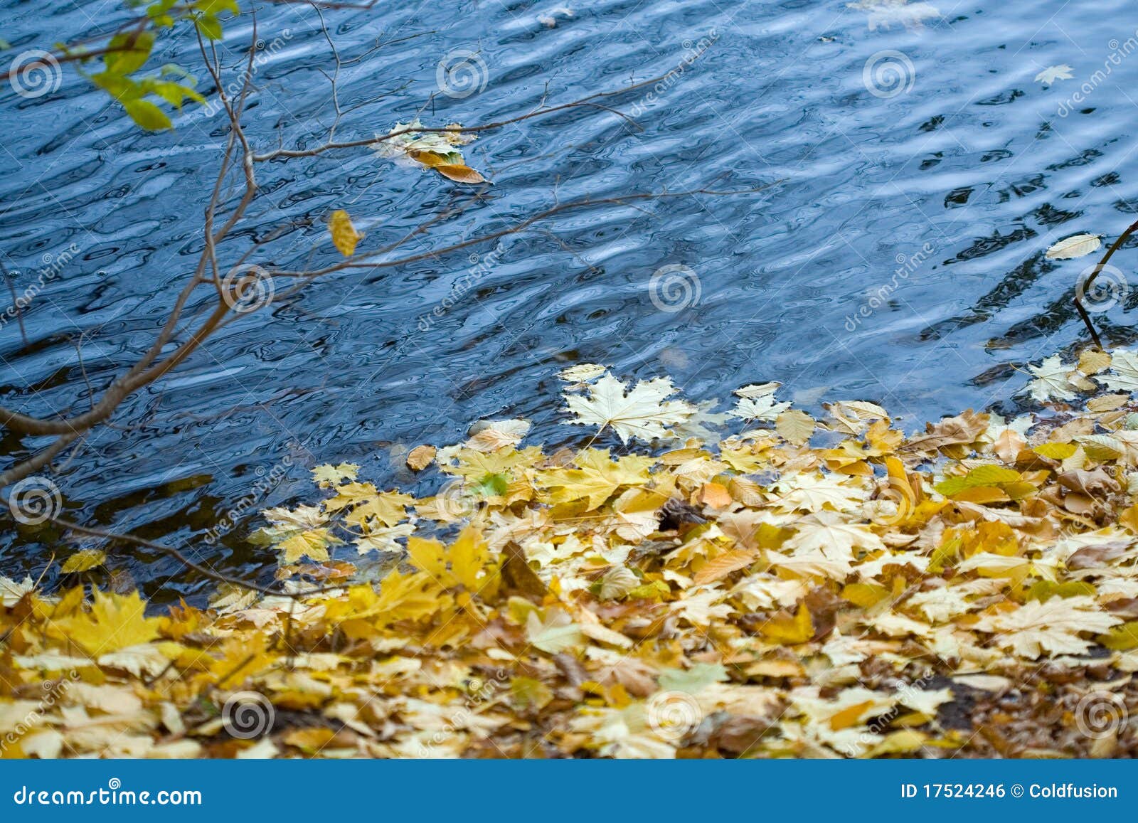Autumn leaves in the water stock photo. Image of water - 17524246