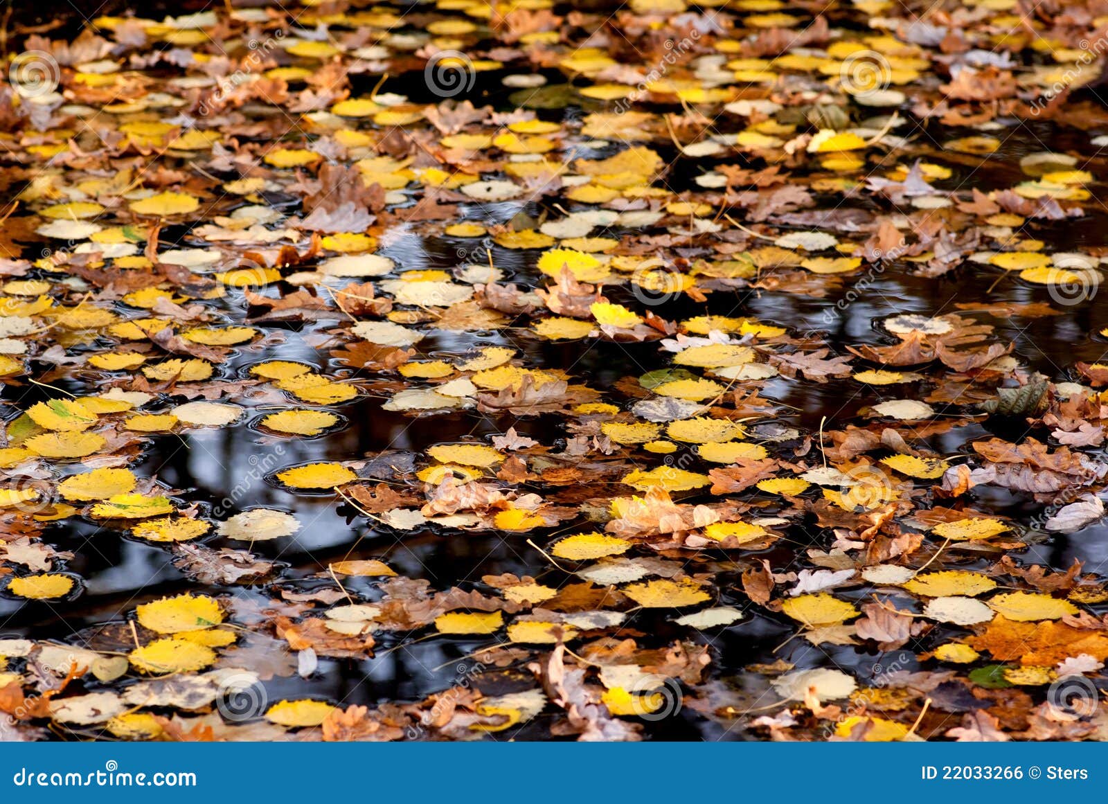 Autumn leaves on water stock photo. Image of maple, yellow - 22033266