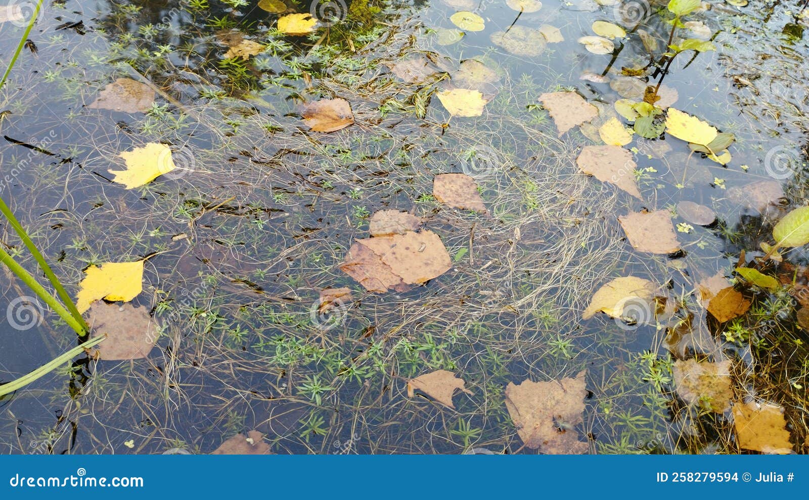 Autumn leaves in the water stock photo. Image of flower - 258279594