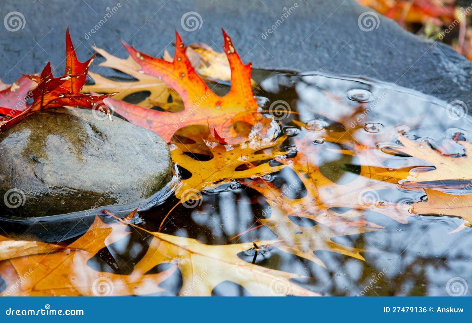 Autumn leaves in water stock photo. Image of season, yellow - 27479136