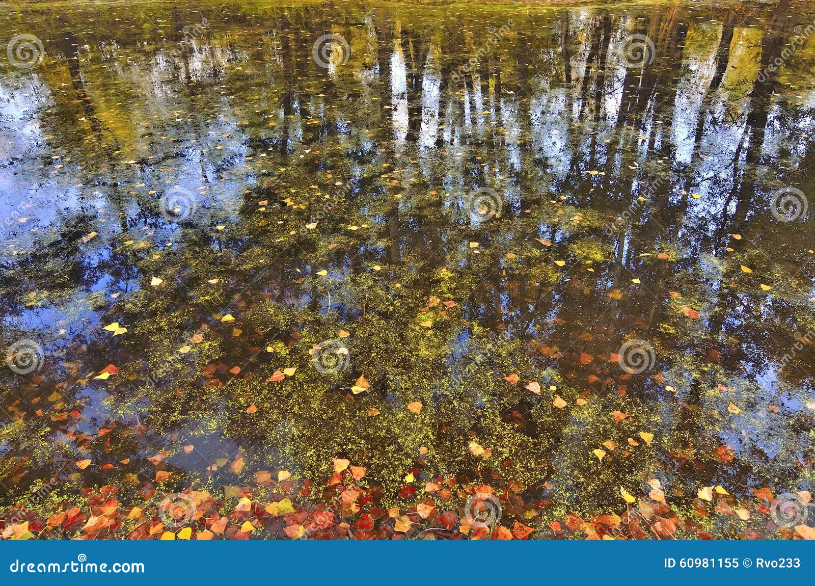 Autumn leaves in water stock image. Image of foliage - 60981155
