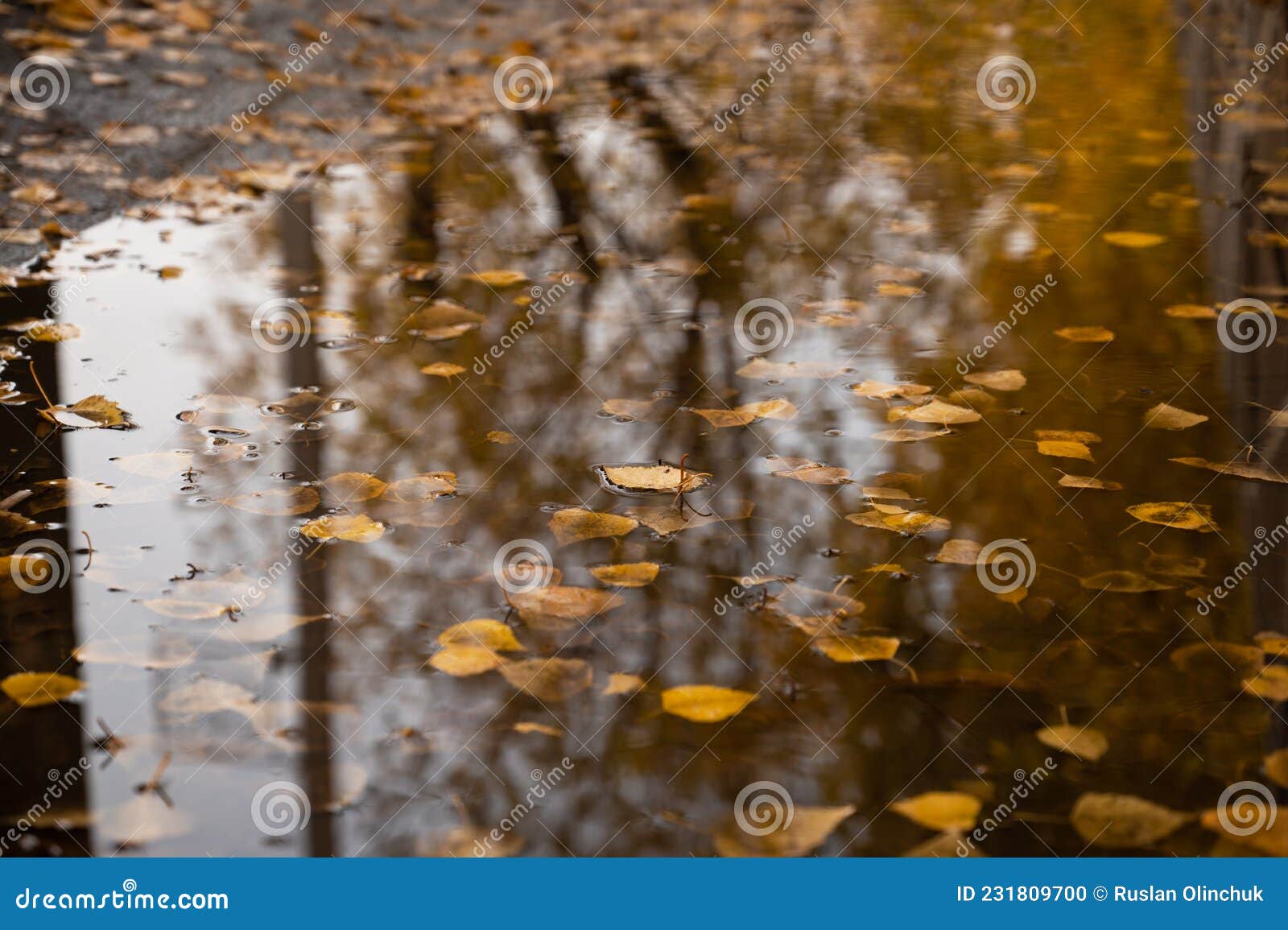 Autumn Leaves on Water Background in Puddle. Stock Photo - Image of ...