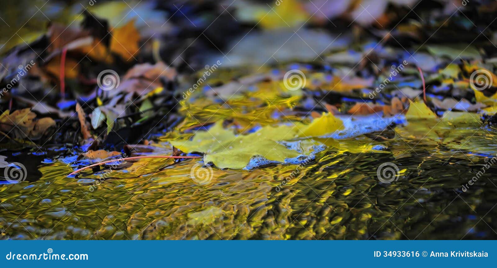 Autumn leaves on the water stock photo. Image of close - 34933616
